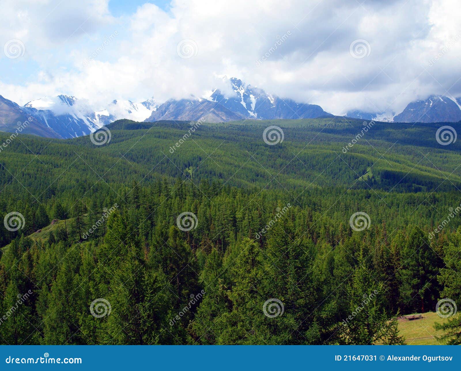 The Altay Forests, Mountain Altai Stock Image - Image of nature, tree ...