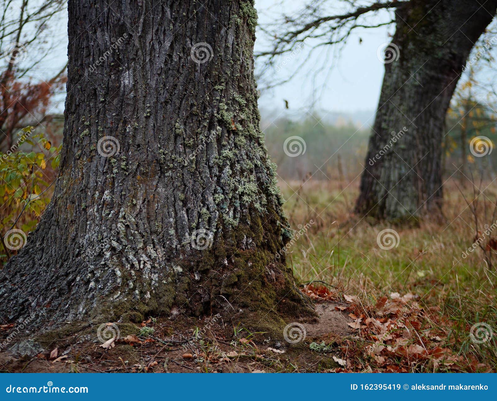 Alte Eiche in Einem Wald, Der Im Herbst Aufgeht Stockbild - Bild von ...