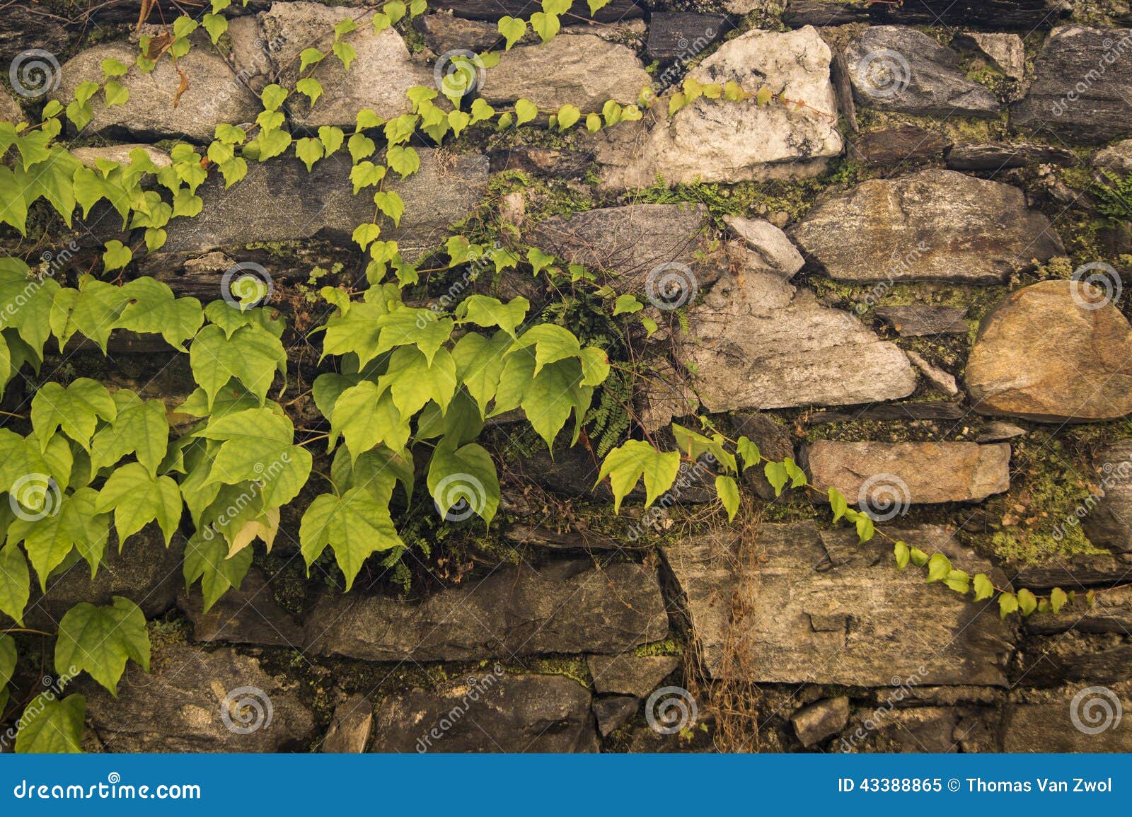 Alte Steinwand Mit Giftefeu Stockbild - Bild von blatt, wachsen: 43388865