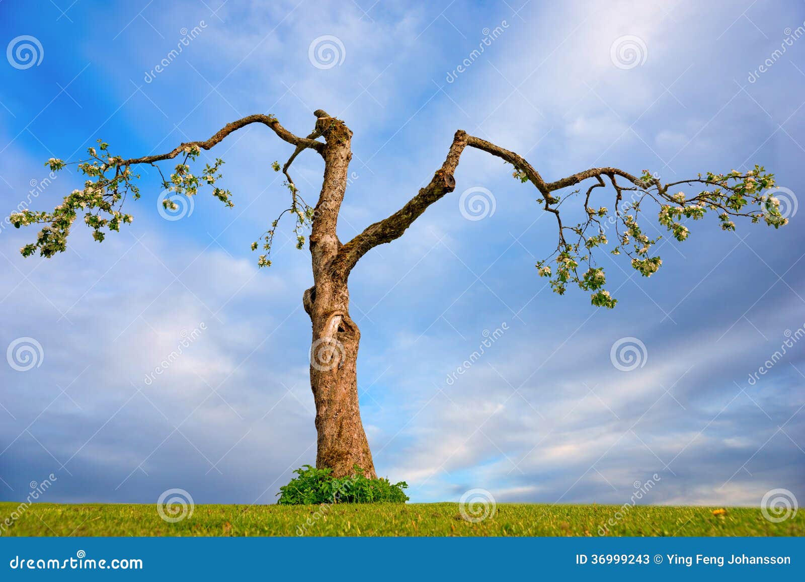 Alter Apfelbaum stockbild. Bild von apfel, blüte, blumen - 36999243