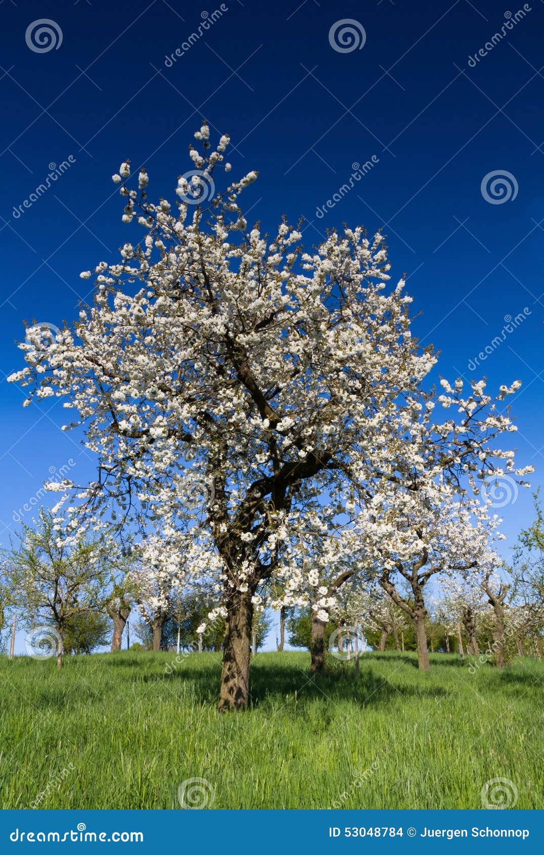 Alter Apfelbaum in Der Vollen Blüte Stockfoto - Bild von blüte, blühen ...