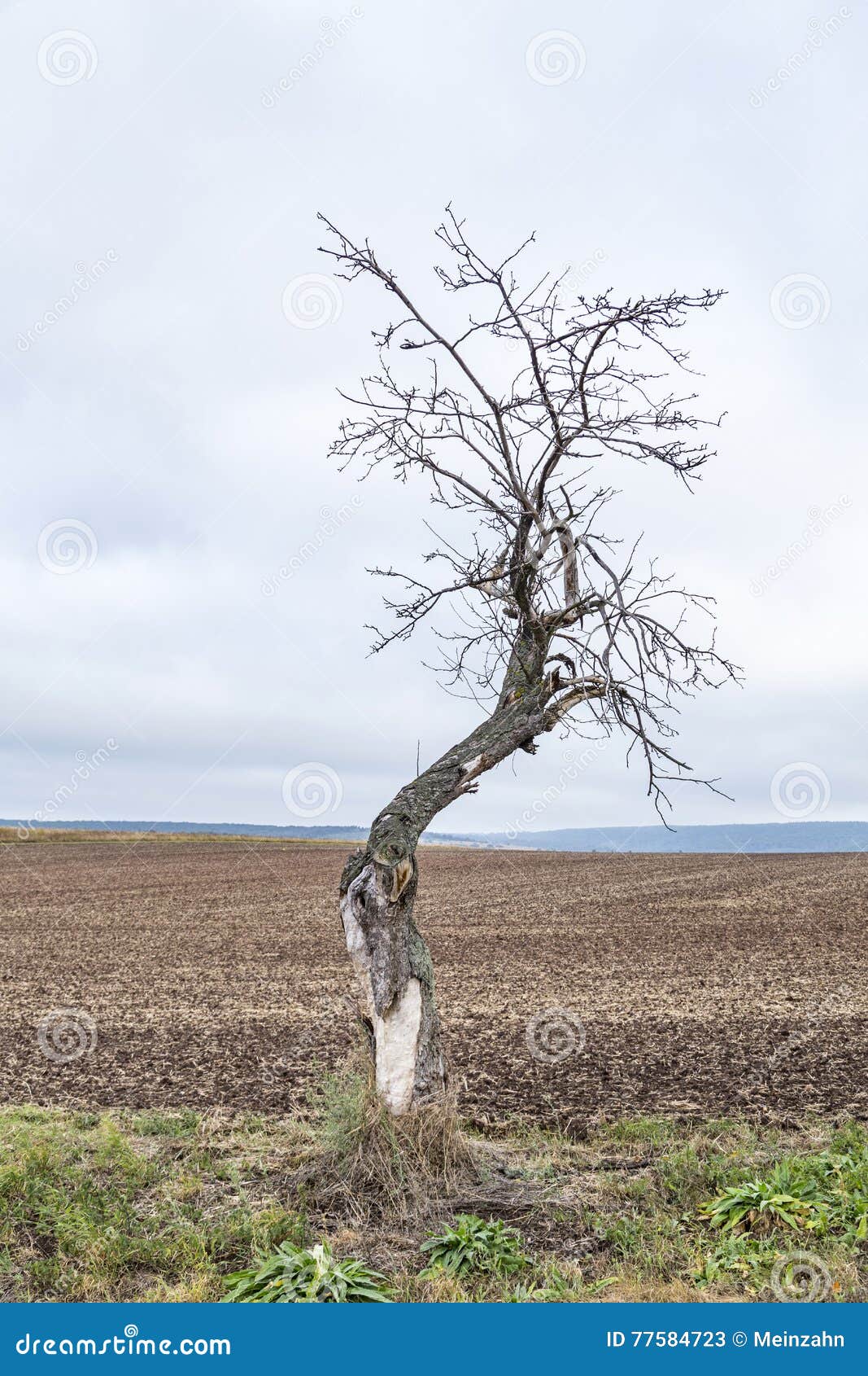 376 Alter Apfelbaum Fotos - Kostenlose und Royalty-Free Stock-Fotos von ...