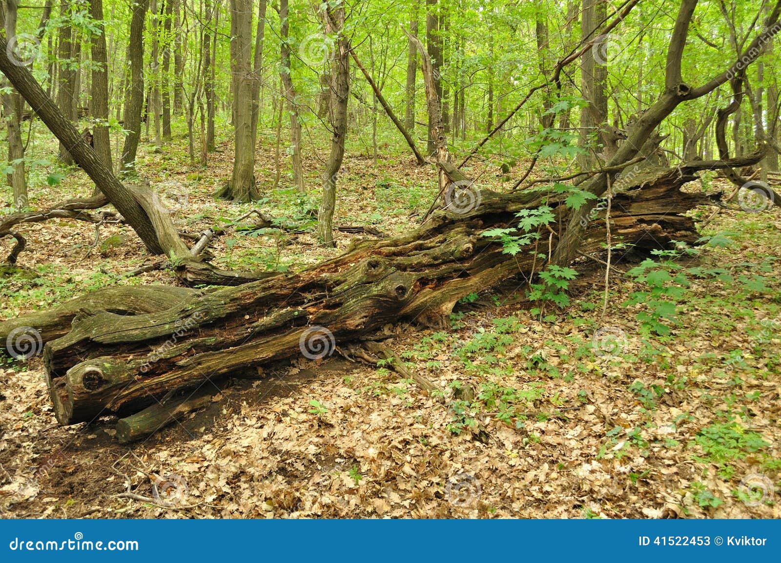 Alter Baumstamm, Der Im Grünen Wald Liegt Stockfoto - Bild: 41522453
