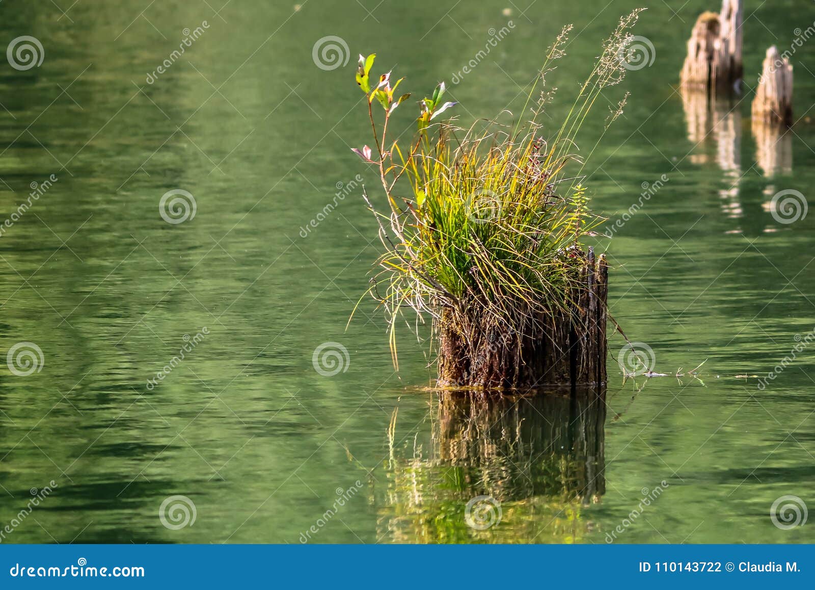 Alter Baumstumpf Im Roten See Stockfoto - Bild von nave, berge: 110143722