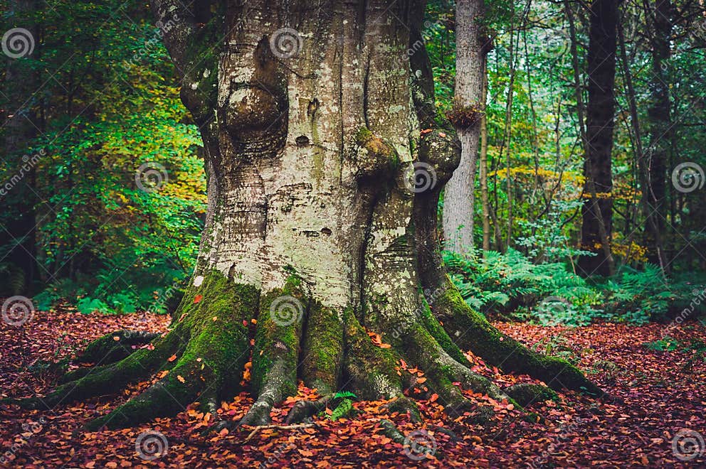 Alter Buchenbaum Im Waldland Stockfoto - Bild von herbst, waldland ...