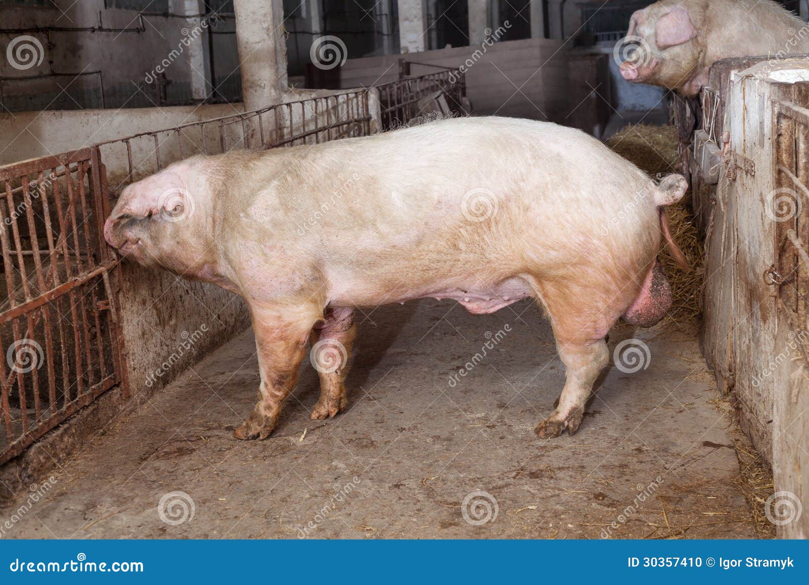 Alter Eber stockfoto. Bild von betrieb, vieh, bauernhof - 30357410