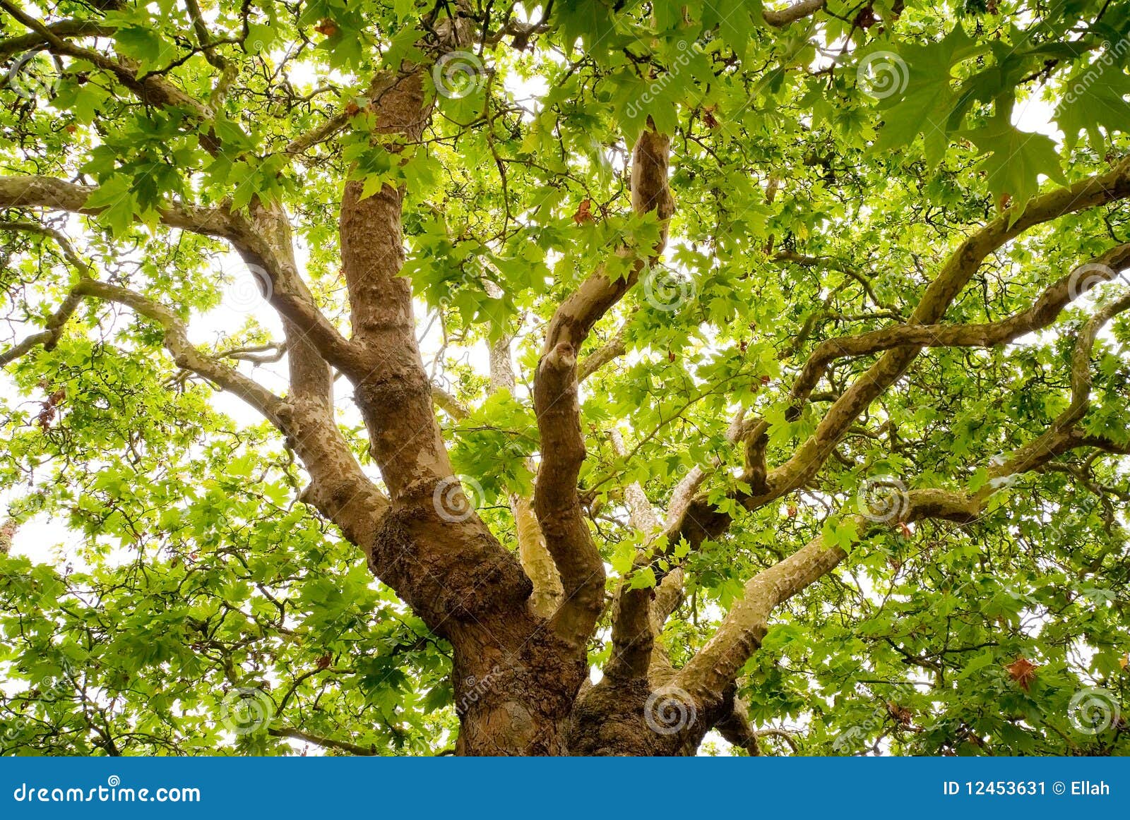 Alter Eichenbaum stockbild. Bild von wald, frische, lichtstrahl - 12453631