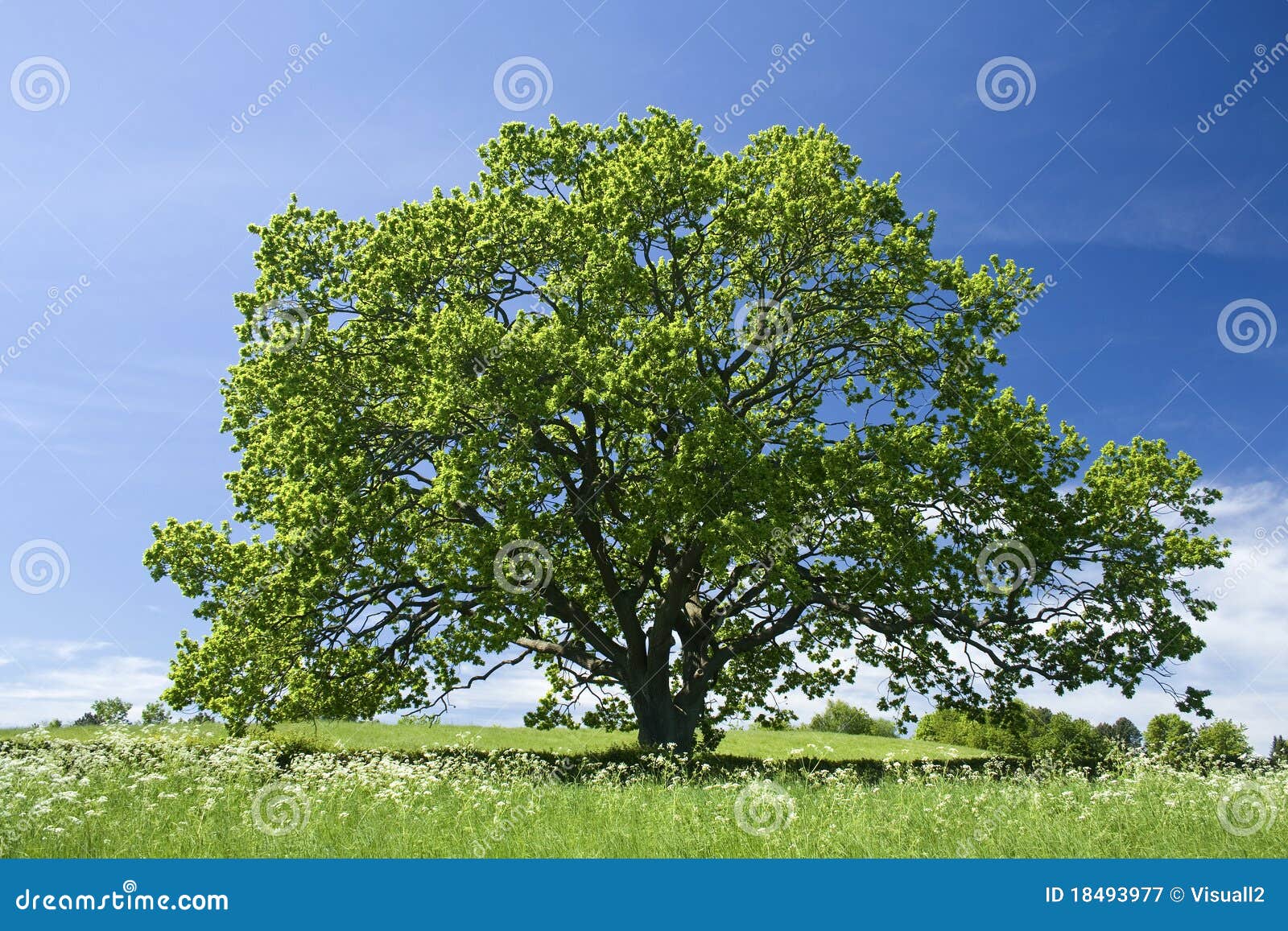 Alter Eichenbaum stockbild. Bild von szenisch, hintergrund - 18493977