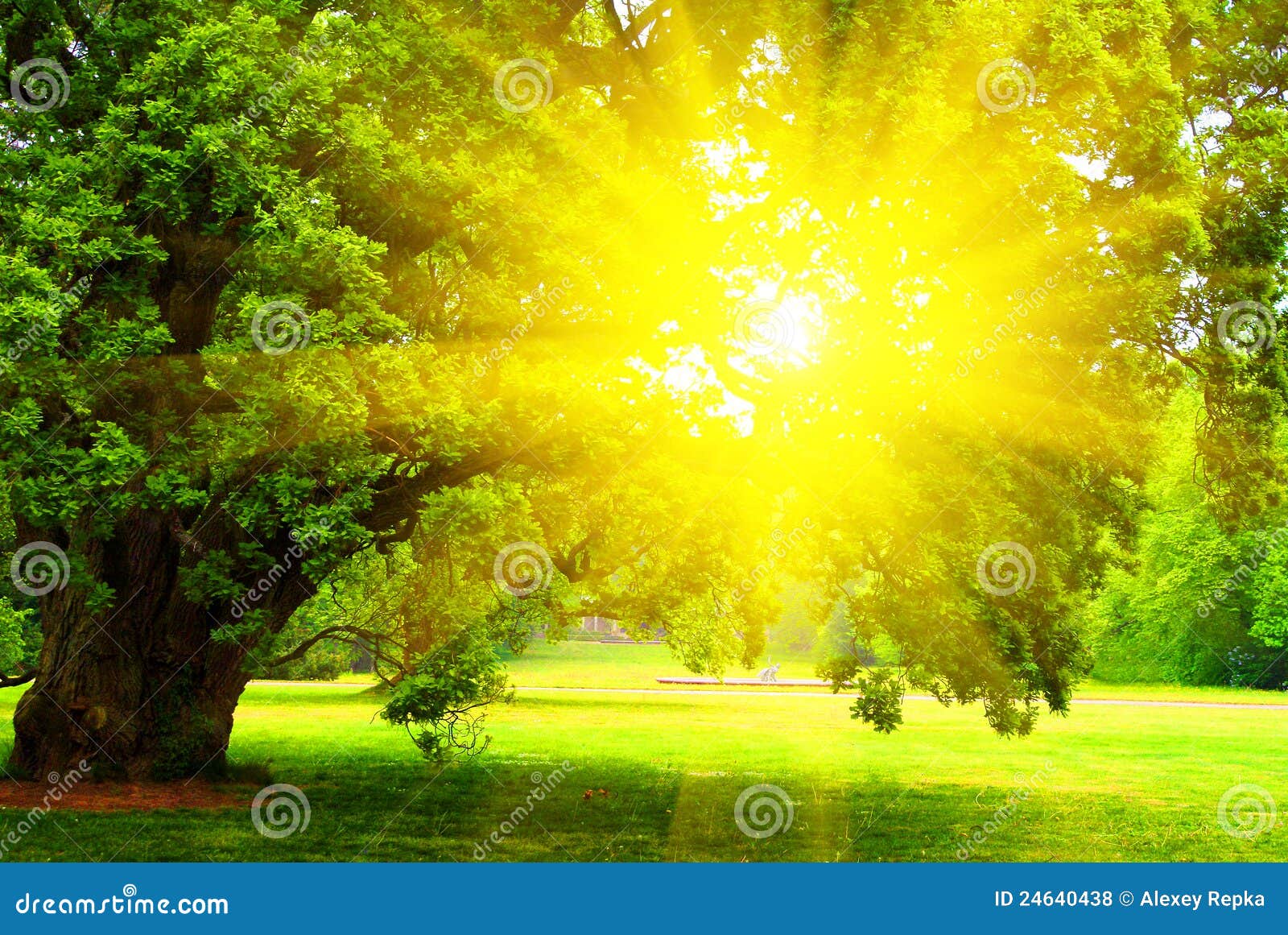 Alter Eichenbaum stockfoto. Bild von frech, kraut, gras - 24640438