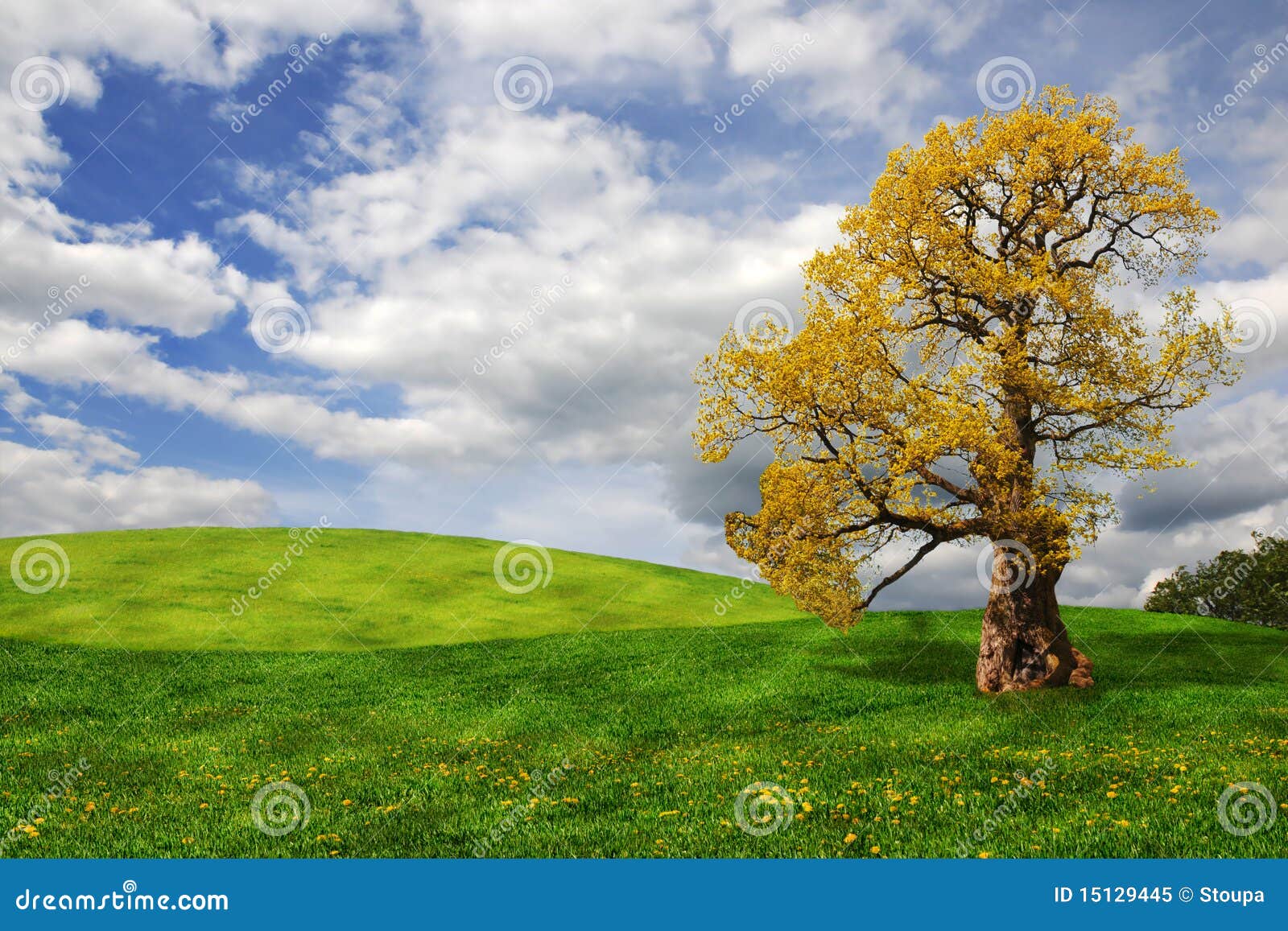 Alter Eichenbaum Auf Dem Gebiet Stockbild - Bild von nave, feld: 15129445