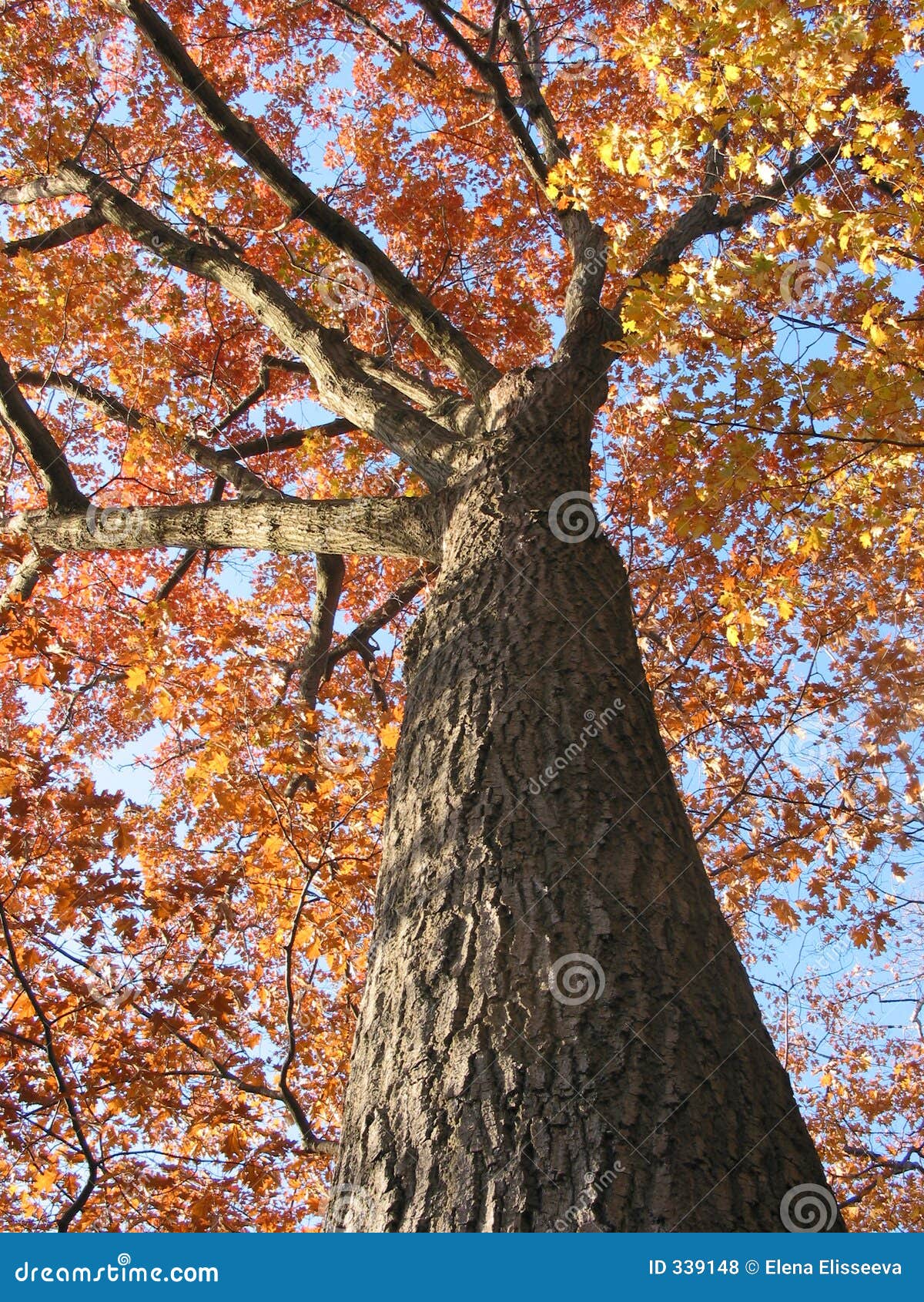 Alter Eichenbaum im Fall 1 stockfoto. Bild von gelb, baum - 339148