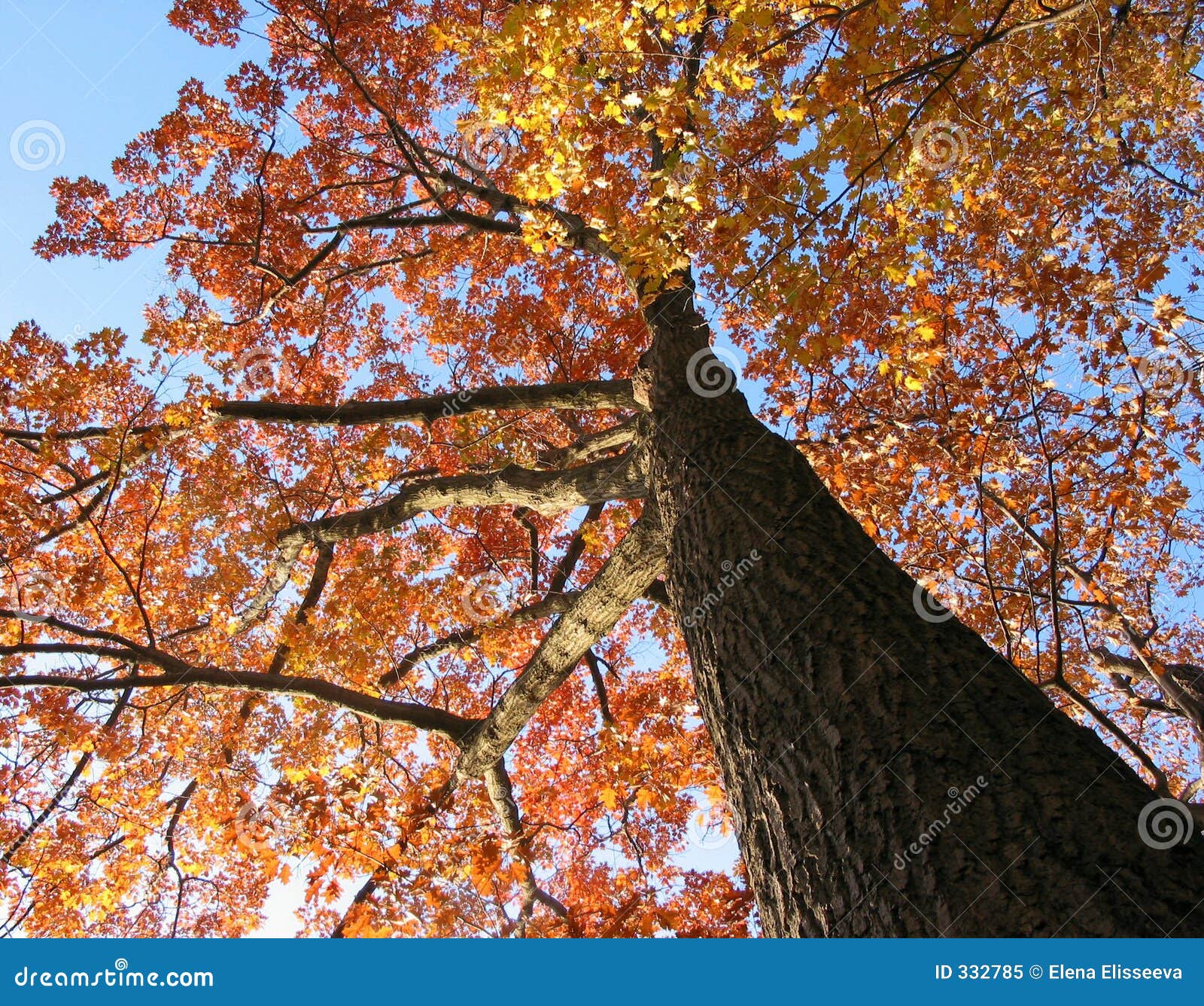 Alter Eichenbaum im Fall stockbild. Bild von blau, holz - 332785