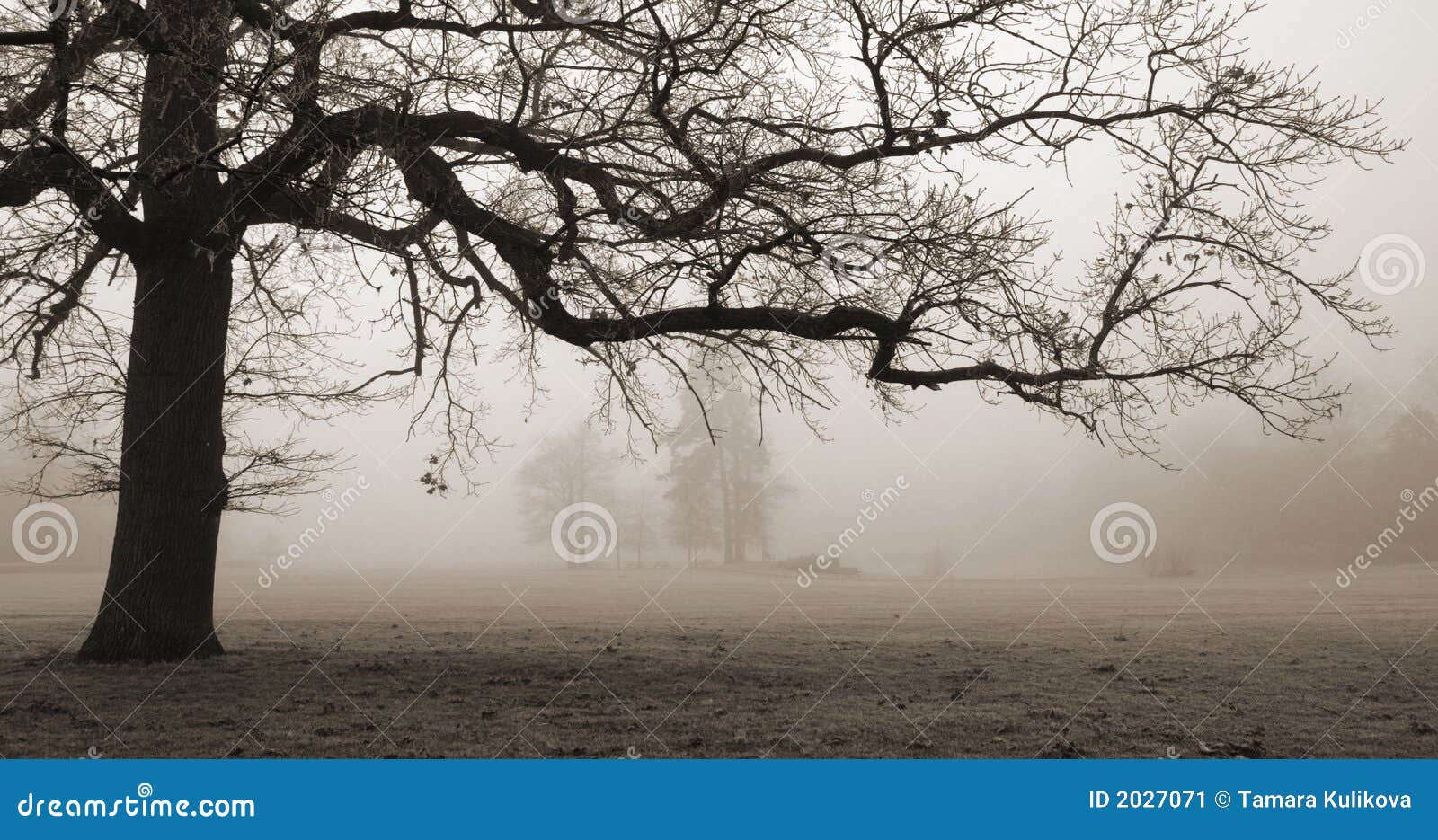 Alter Eichenbaum, Nebelige Bedingungen Stockbild - Bild von wetter ...
