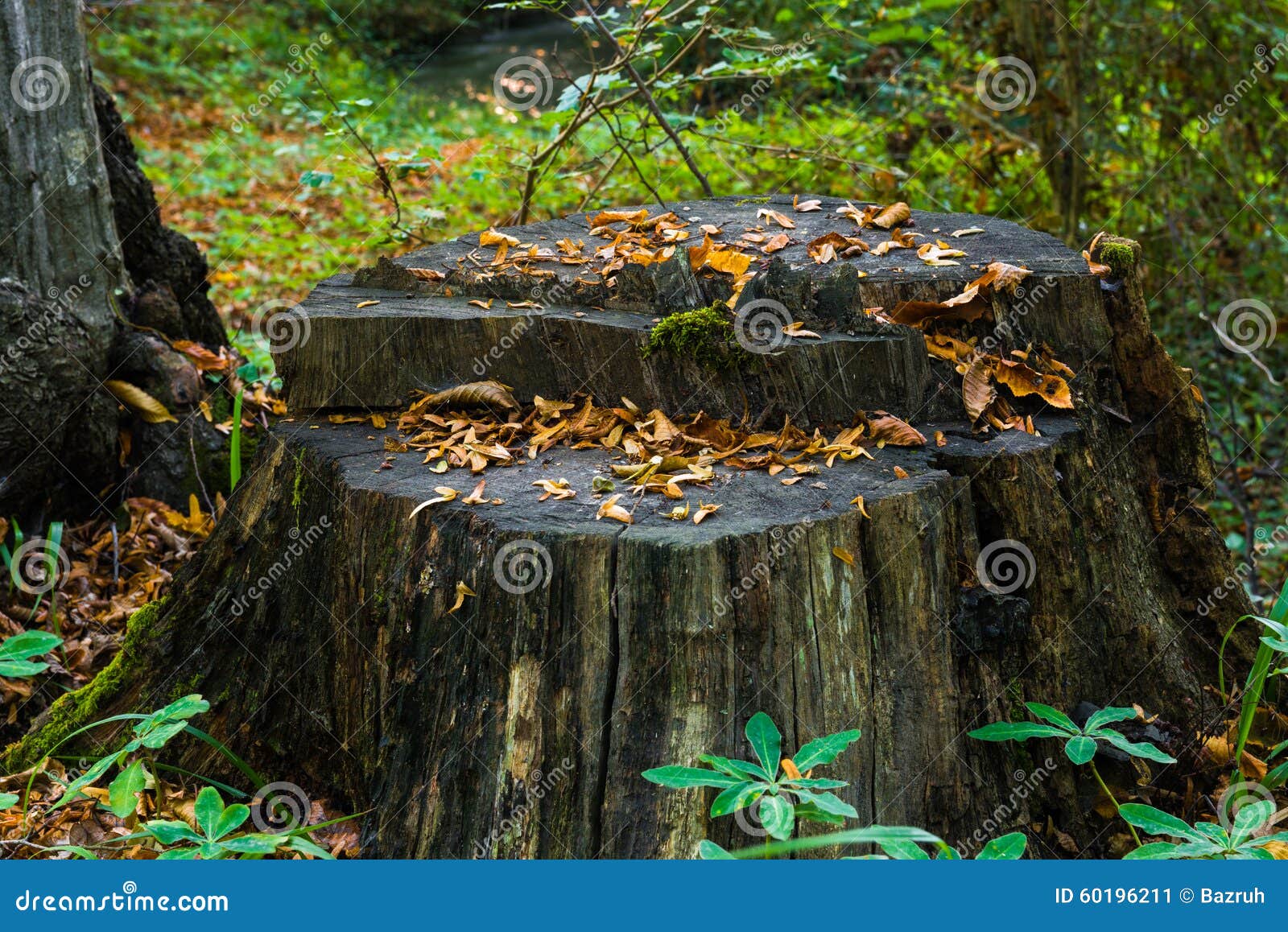 Alter Fauler Stummel Im Holz Stockbild - Bild von bäume, blätter: 60196211