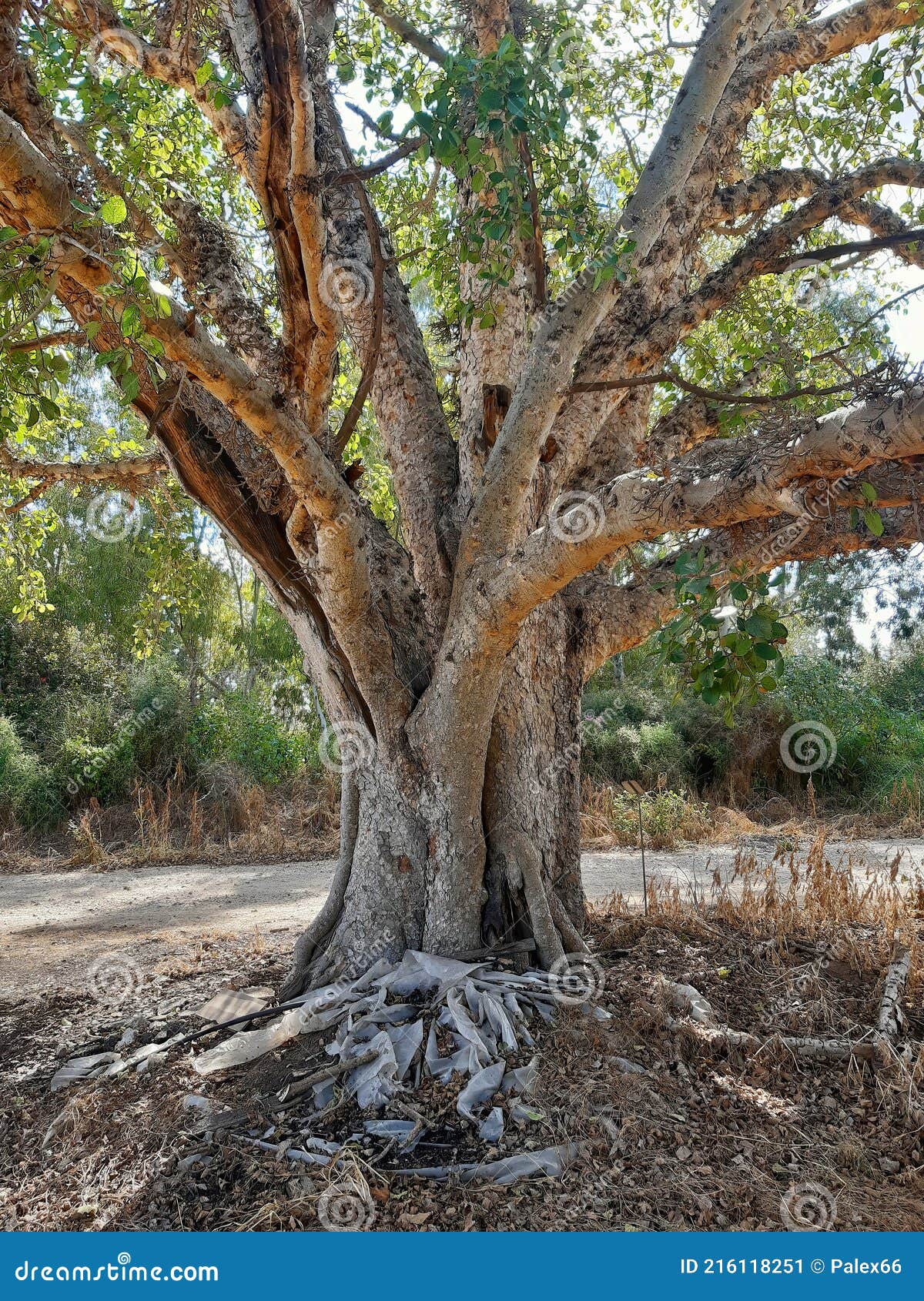 Alter Ficus-Baum stockbild. Bild von ökologie, laub - 216118251