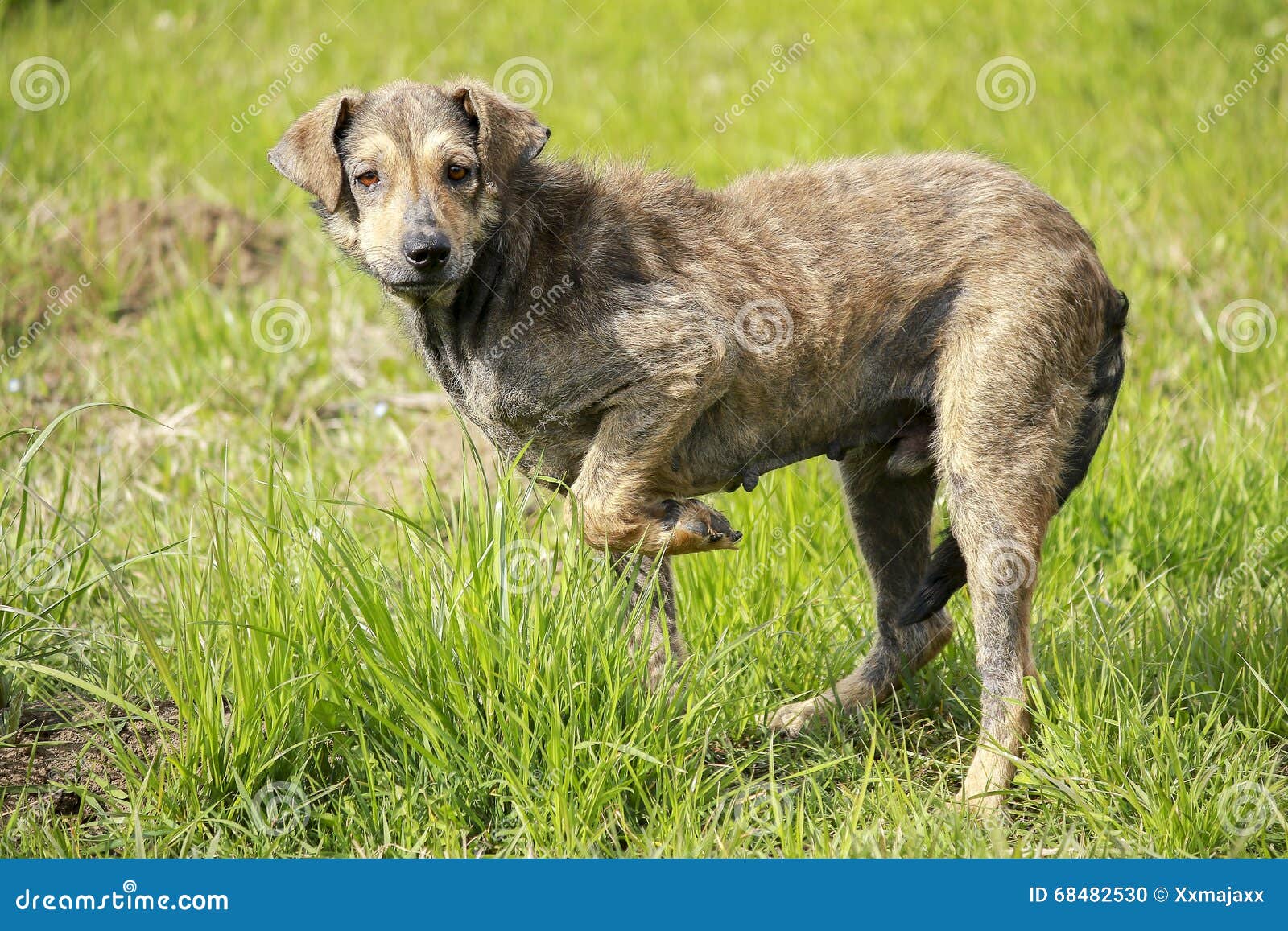 Alter Hund stockfoto. Bild von brut, schauen, inländisch - 68482530