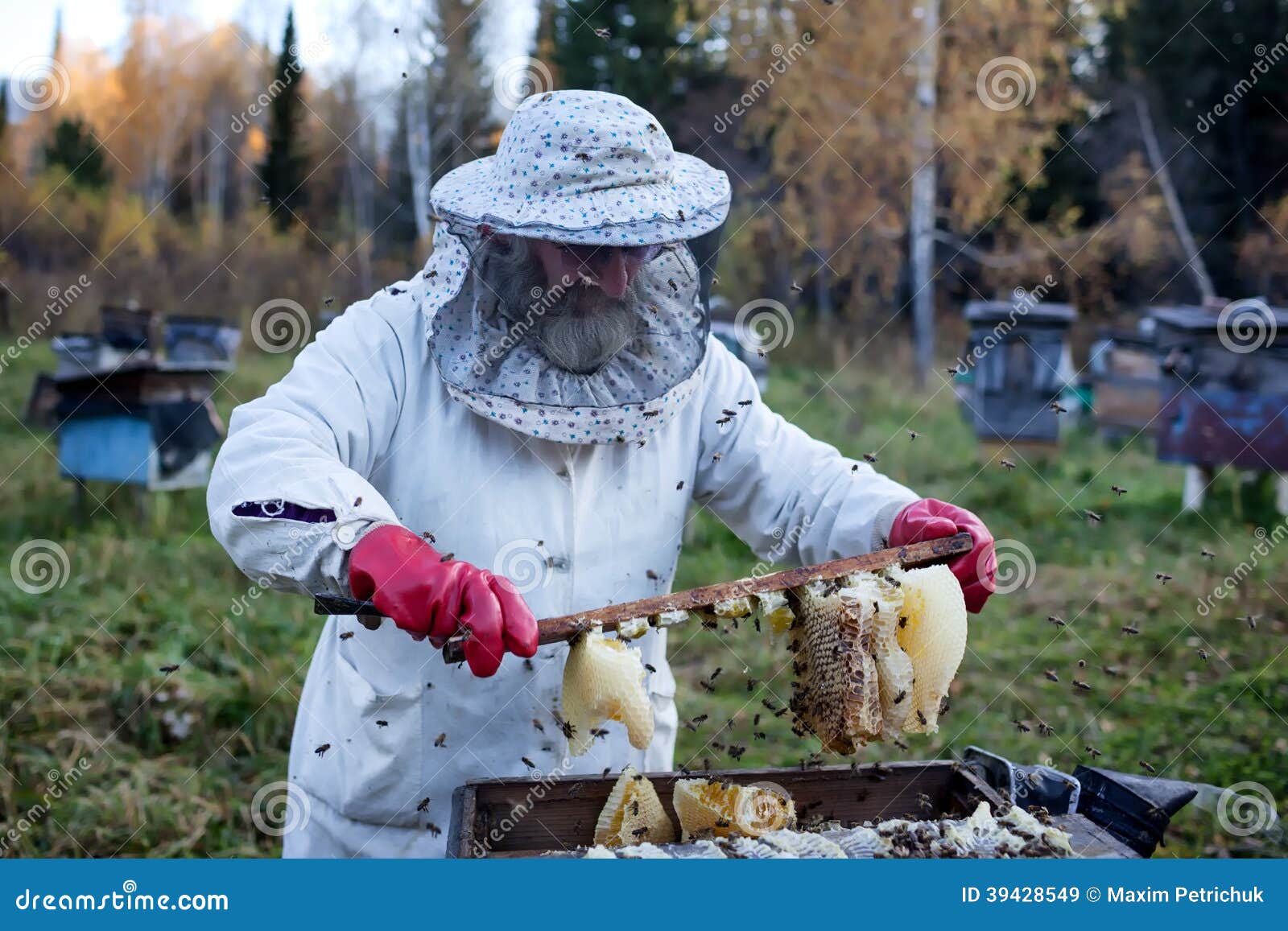 Alter Imker erfasst Honig redaktionelles stockbild. Bild von menschlich ...
