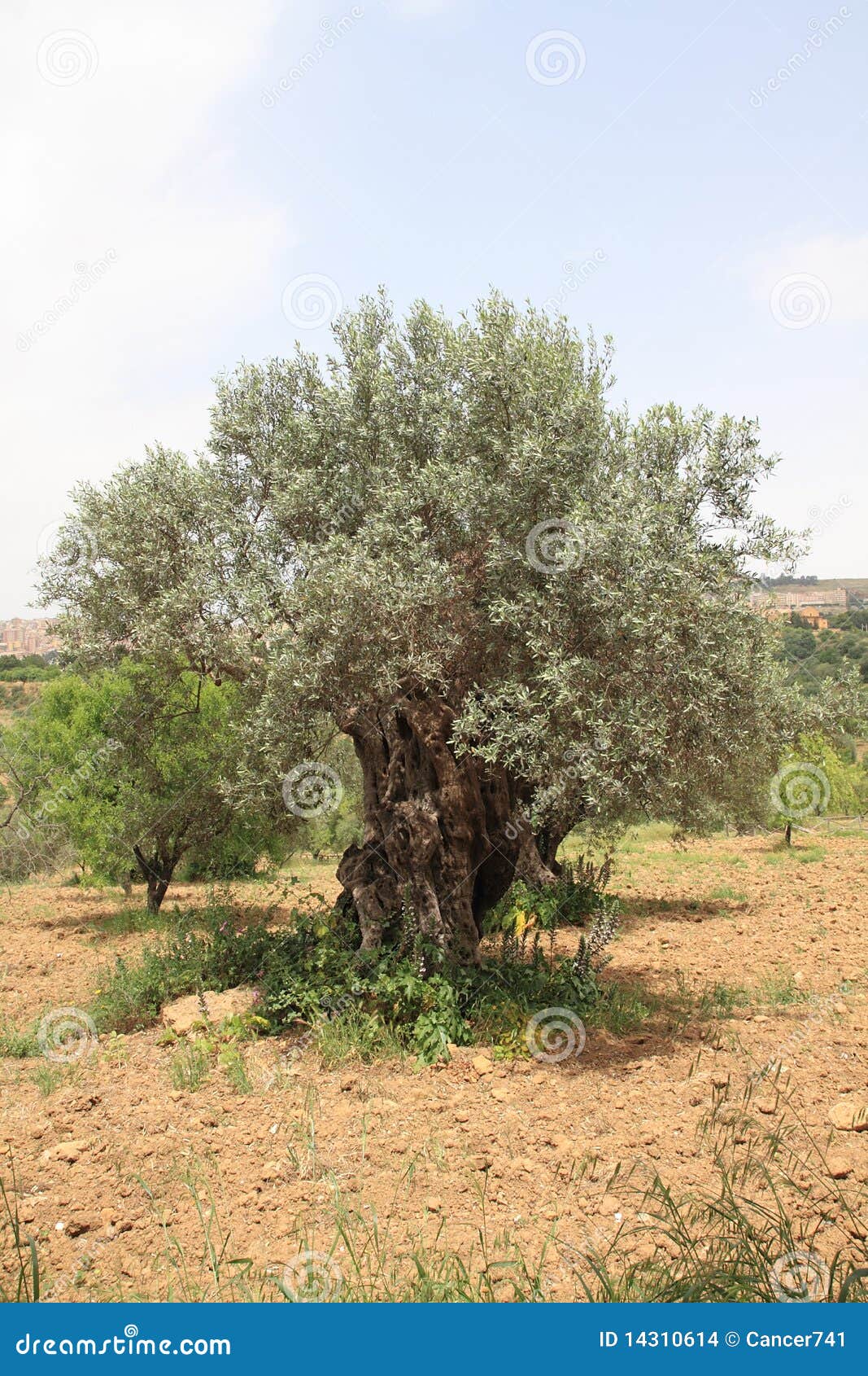 Alter Olivenbaum stockfoto. Bild von italien, schmieröl - 14310614