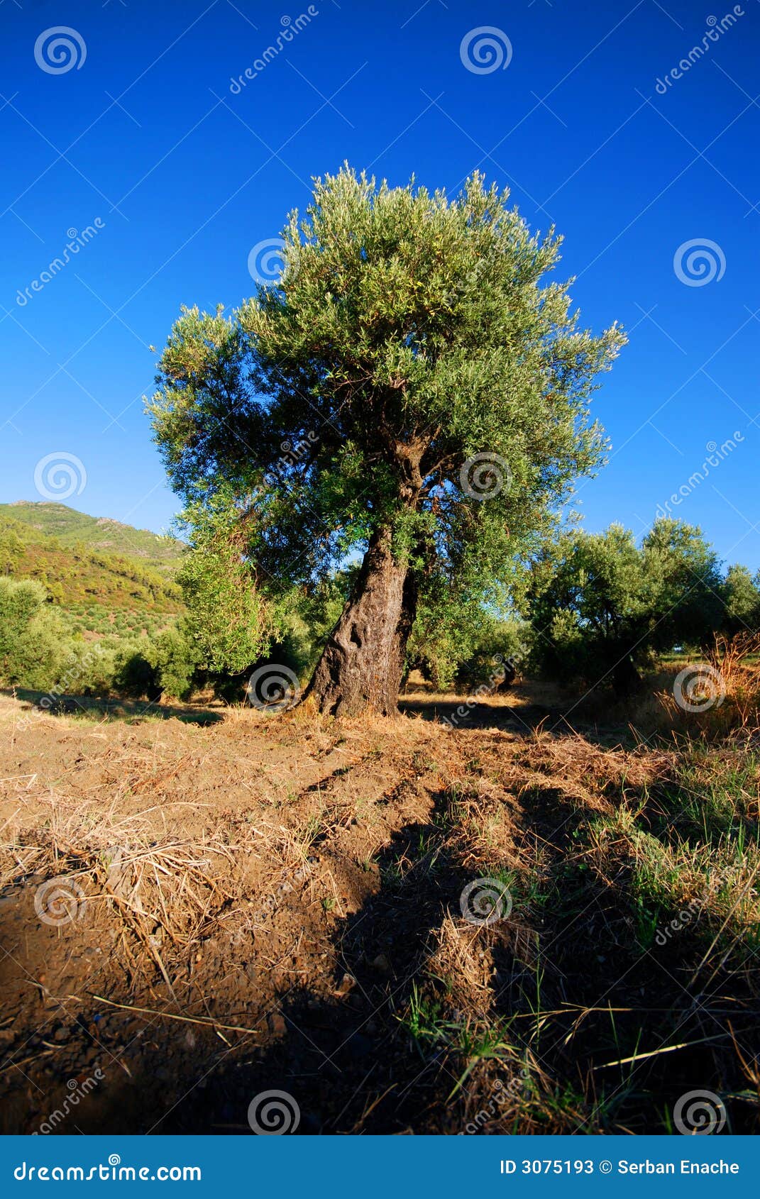 Alter Olivenbaum stockbild. Bild von nave, olivgrün, landschaft - 3075193