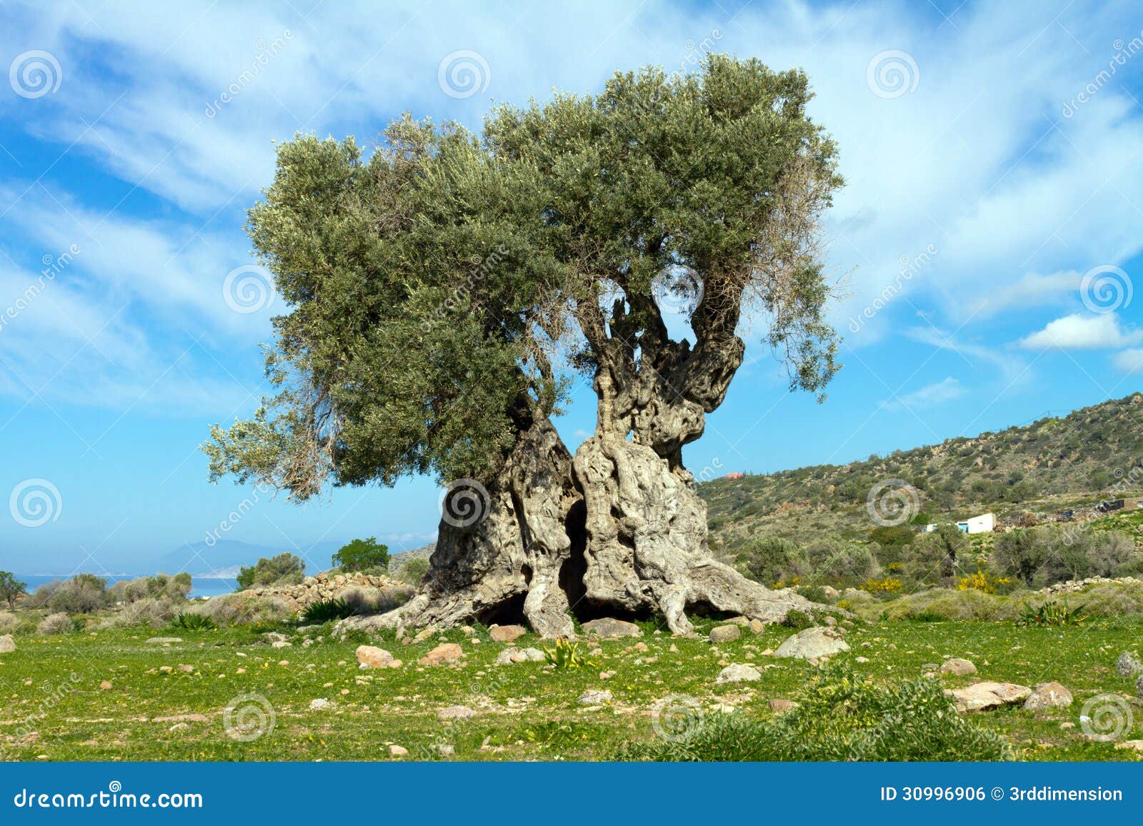 Alter Olivenbaum stockfoto. Bild von schmieröl, mittelmeer - 30996906