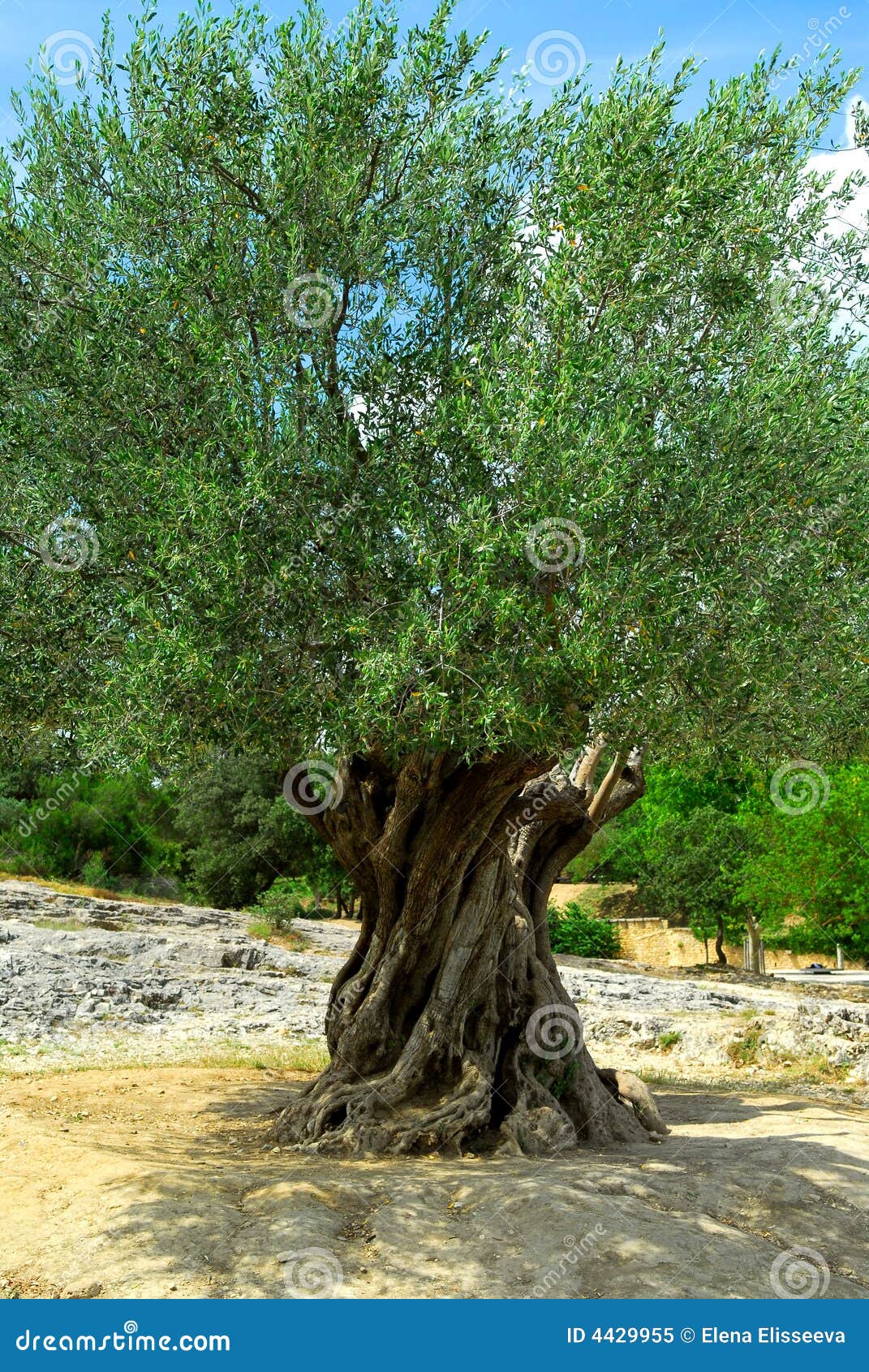 Alter Olivenbaum stockbild. Bild von olivgrün, landschaft - 4429955