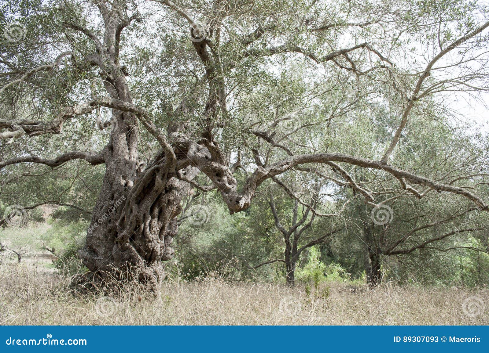 Alter Olivenbaum stockbild. Bild von fabrik, zweig, wachstum - 89307093
