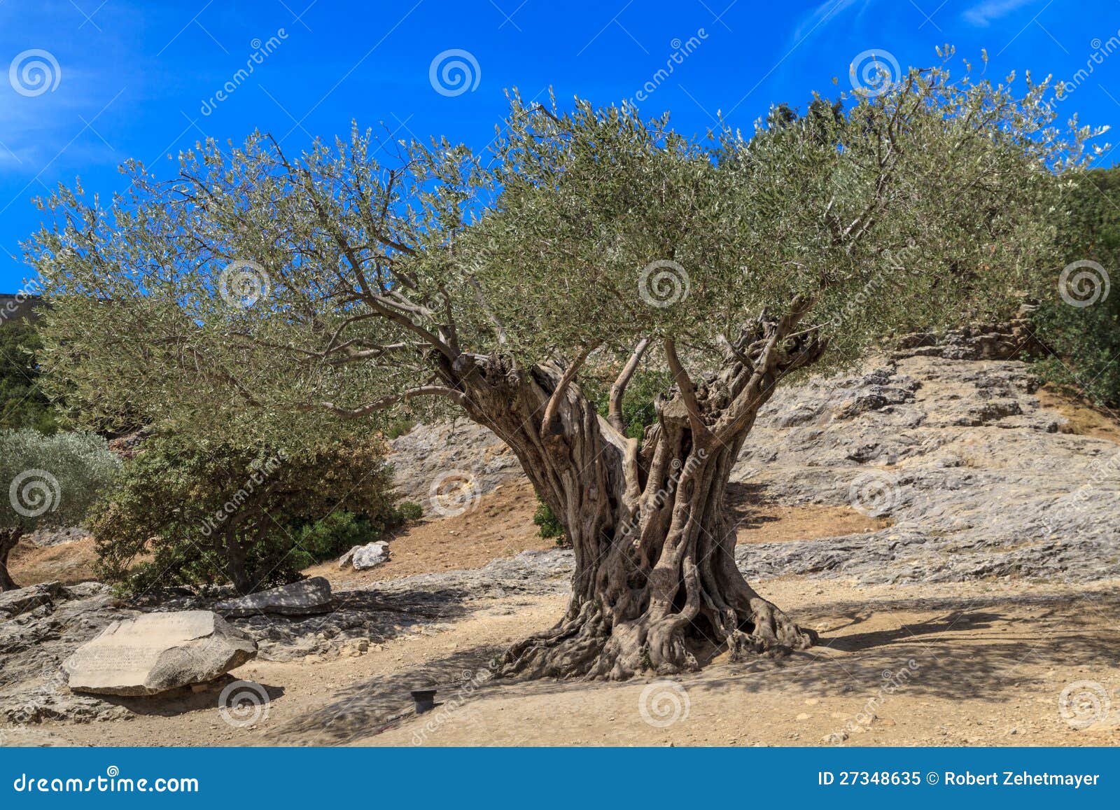 690 Alter Olivenbaum Frankreich Fotos - Kostenlose und Royalty-Free ...