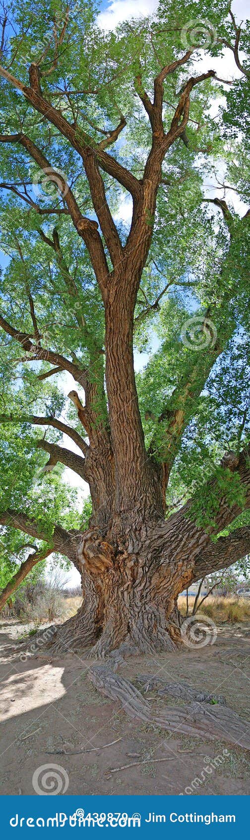 Alter Pappelbaum stockbild. Bild von panoramisch, südwesten - 43439879