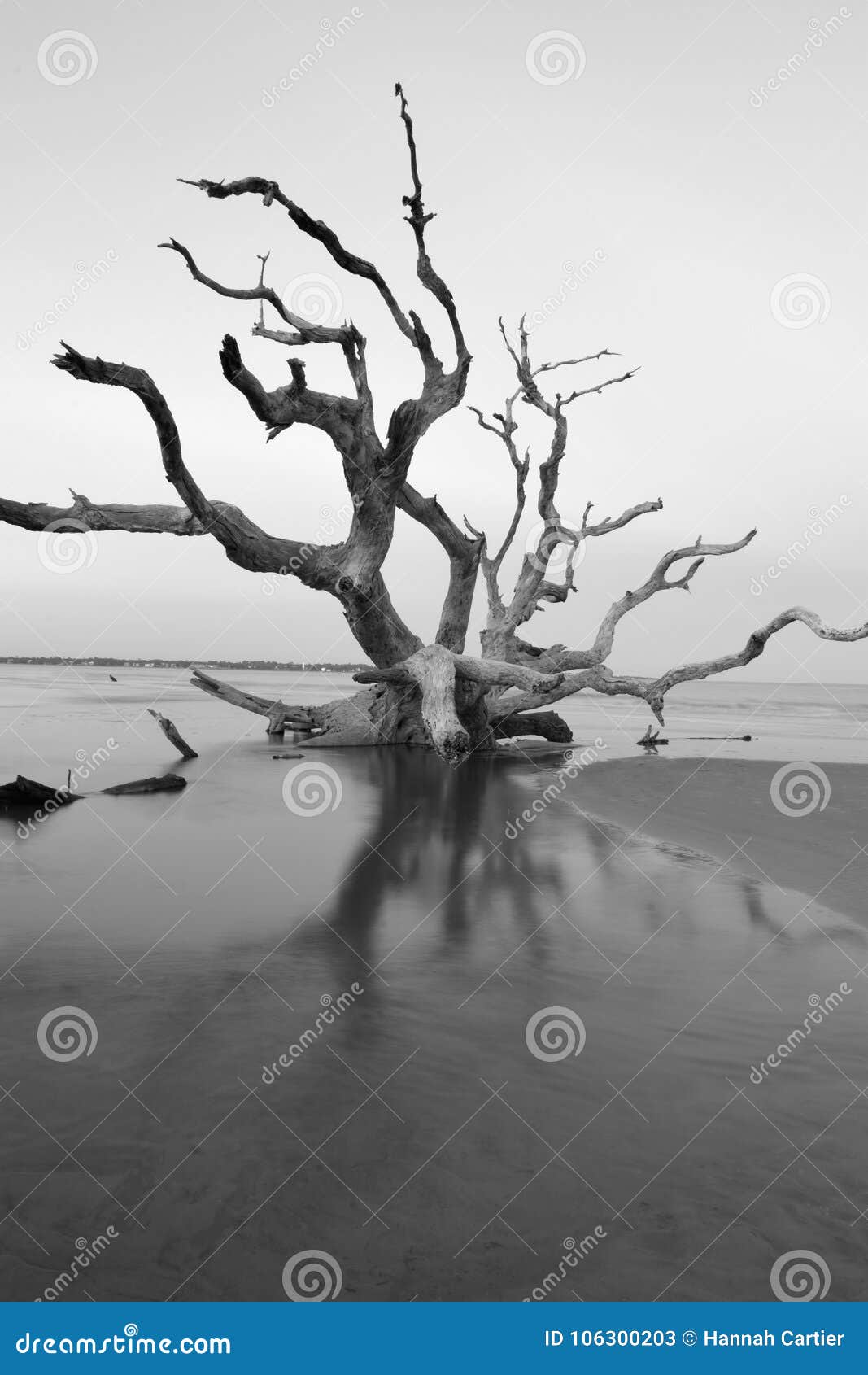 Alter Toter Baum Mit Reflexion Stockbild - Bild von abbildungen, nave ...