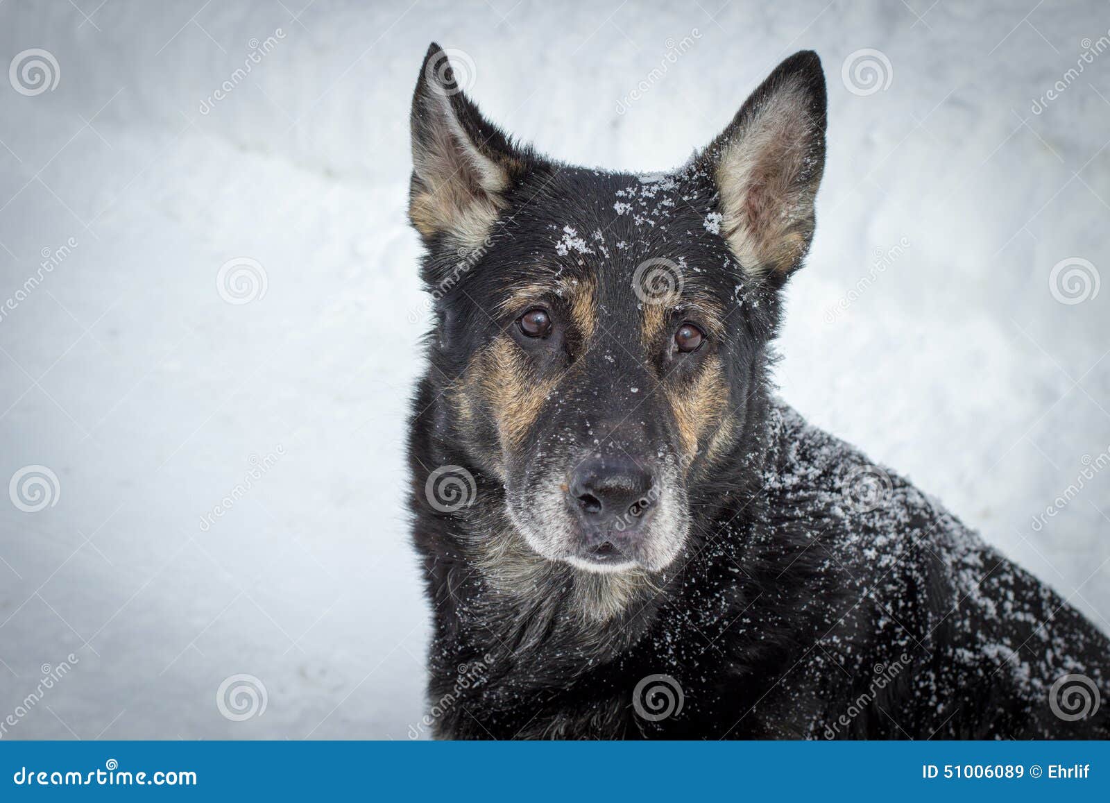 Alter trauriger Hund stockbild. Bild von haustier, hund - 51006089