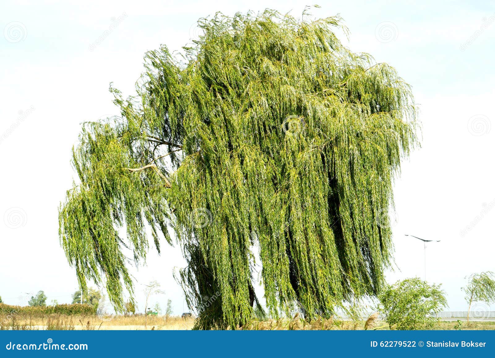 Alter Weidenbaum Auf Himmelhintergrund Stockfoto - Bild von schön ...
