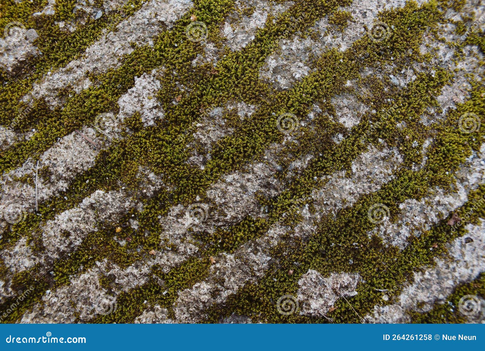 Diagonal Pattern of Mossy Roadside Stock Photo - Image of mossy, shrub ...
