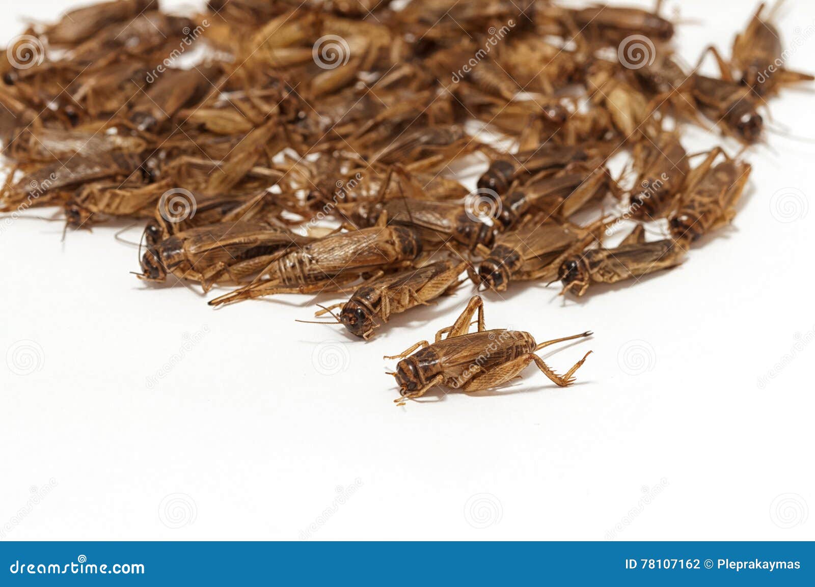 Alternative Sort of Protein from Insects Stock Photo - Image of ...