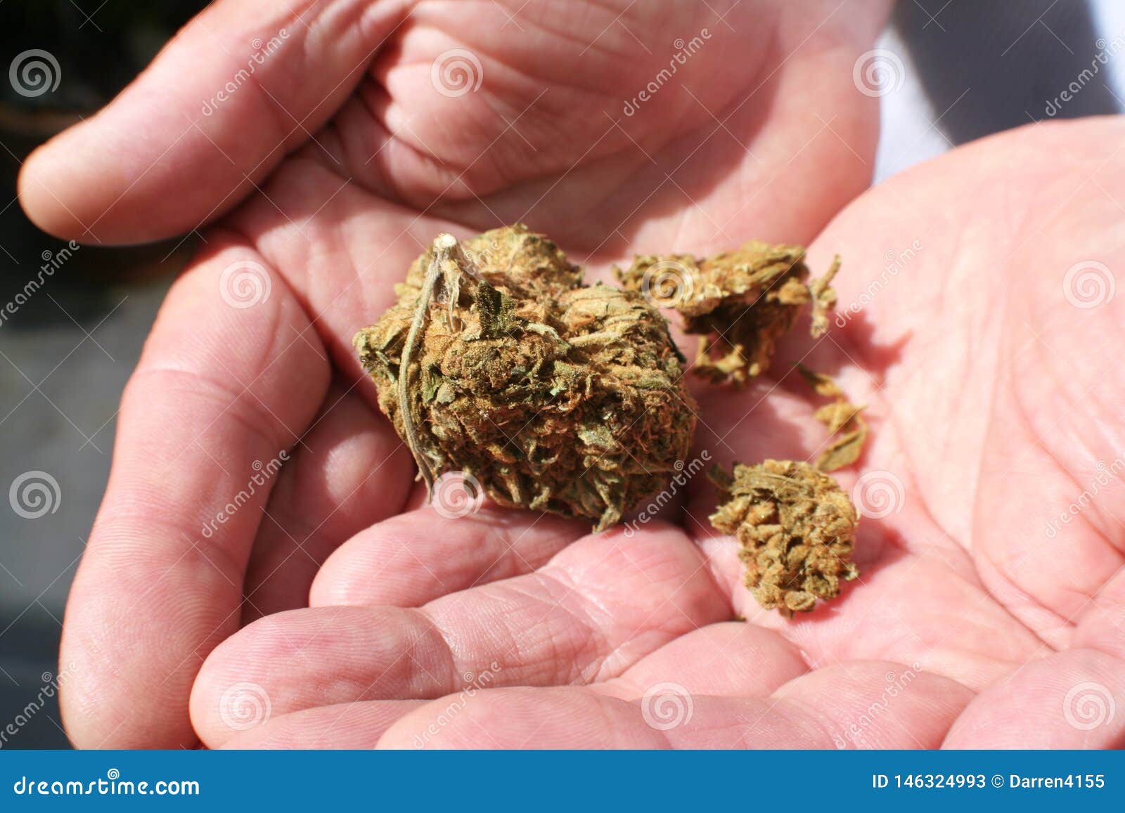 Alternative Therapy with Marijuan Buds in Patients Hands Stock Image ... Alternative Therapy with Marijuan Buds in Patients Hands Stock Image ...