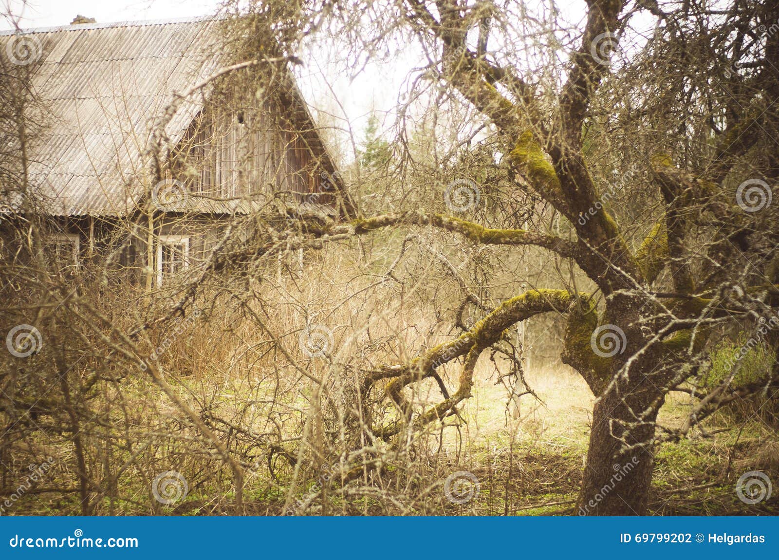 Altes Holzhaus Und Alter Apfelbaum Stockfoto - Bild von hoch, himmel ...
