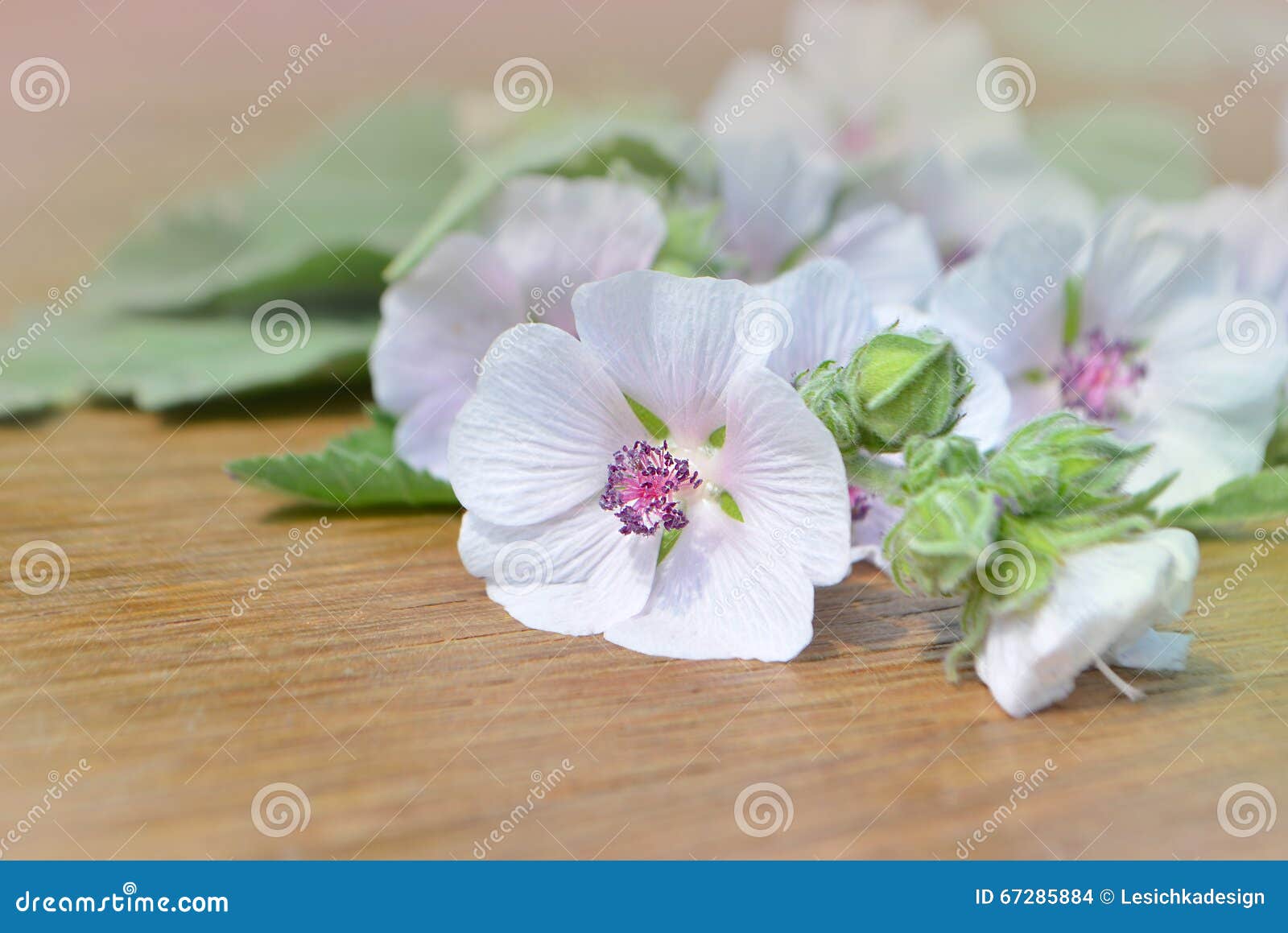 Althaea officinalis stock photo. Image of common, genuine - 67285884