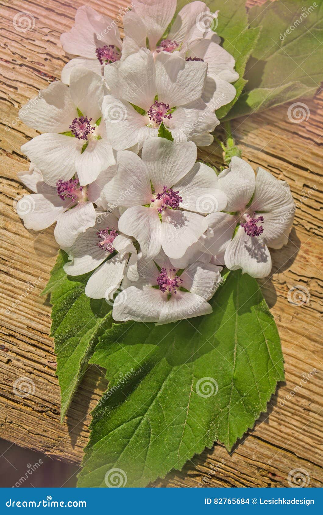 Althaea officinalis plant stock photo. Image of althaea - 82765684