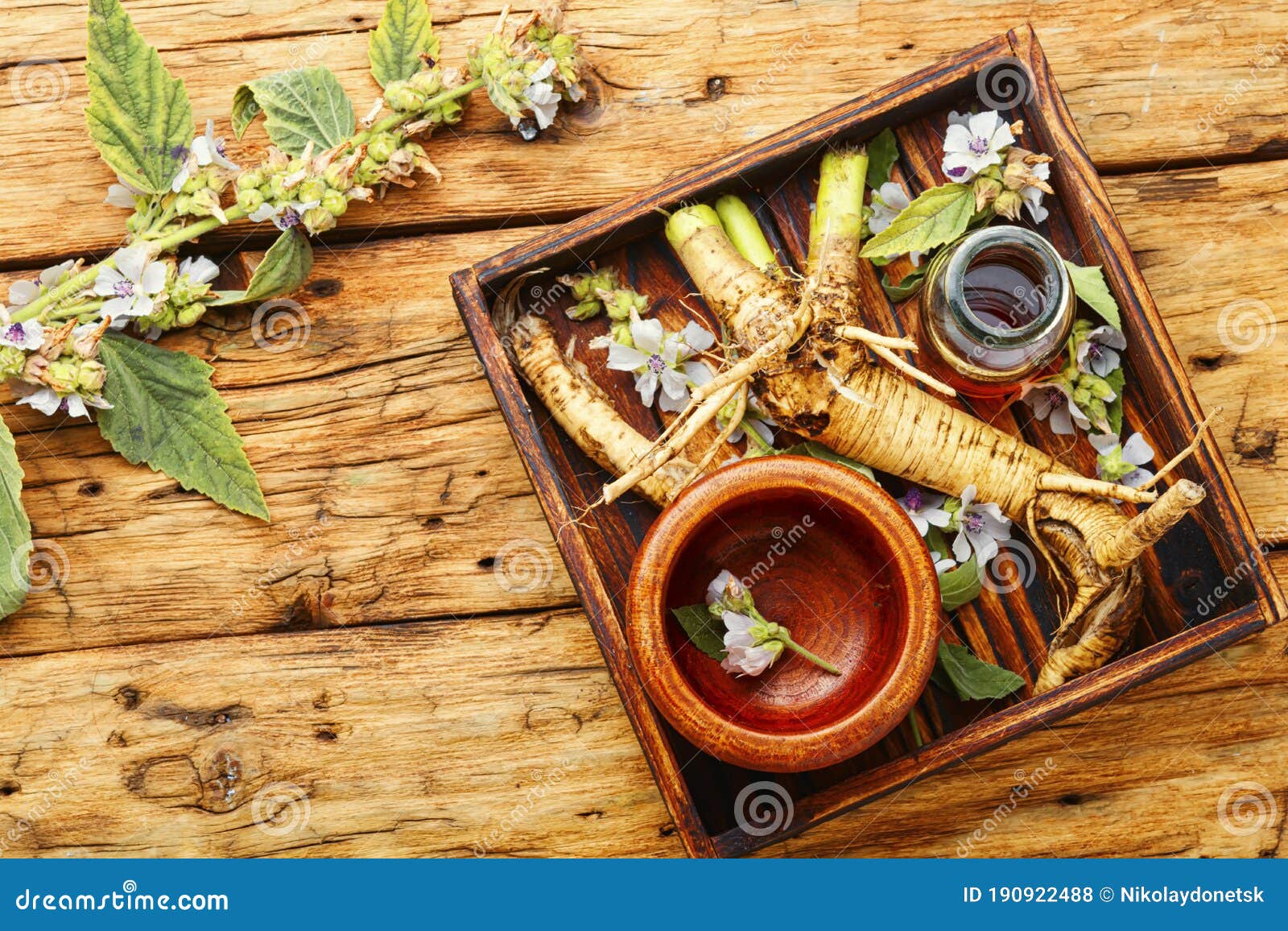 Althaea Root in Herbal Medicine Stock Photo - Image of alternative ...