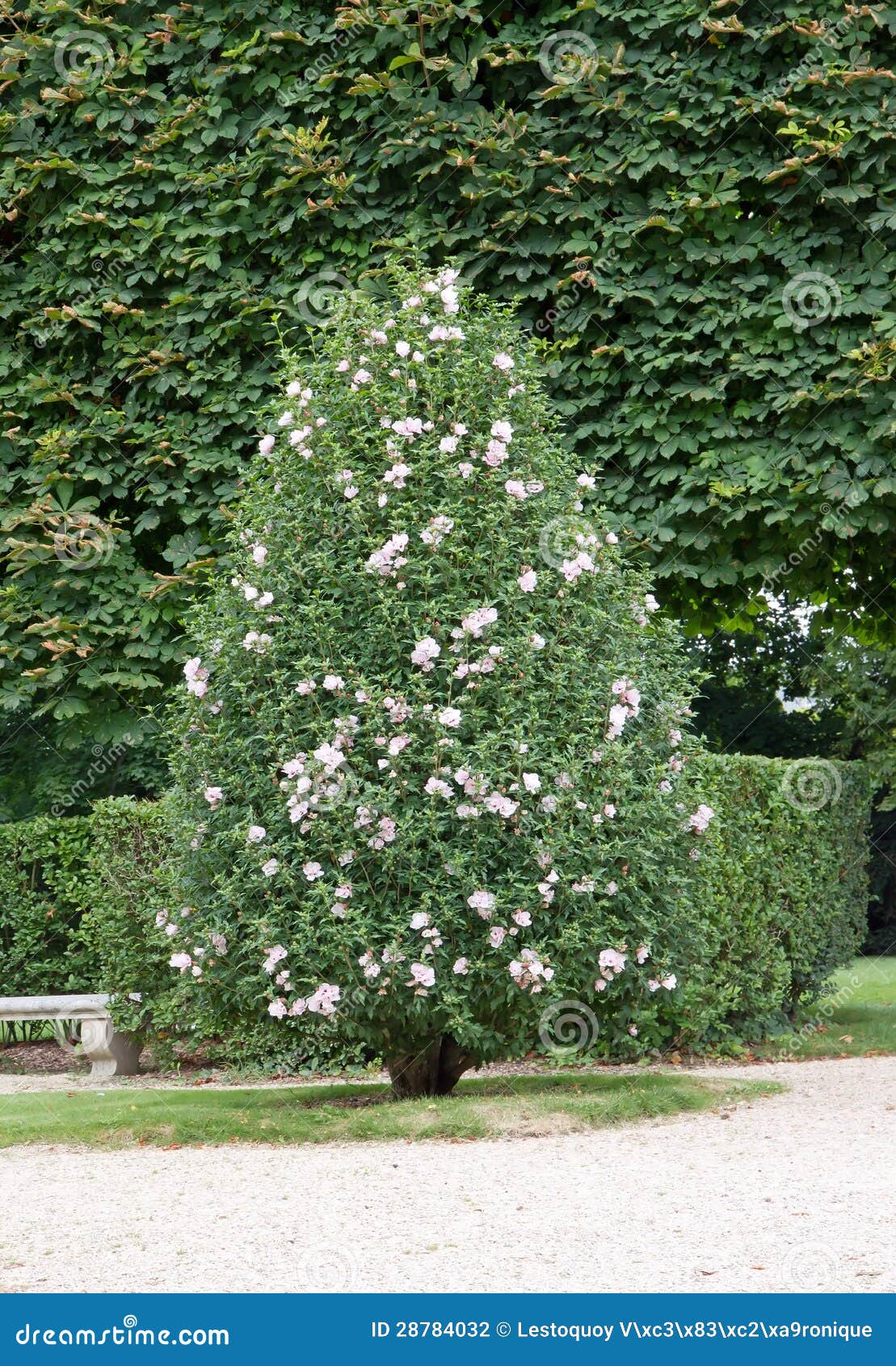 414 Althea Shrub Stock Photos - Free & Royalty-Free Stock Photos from ...