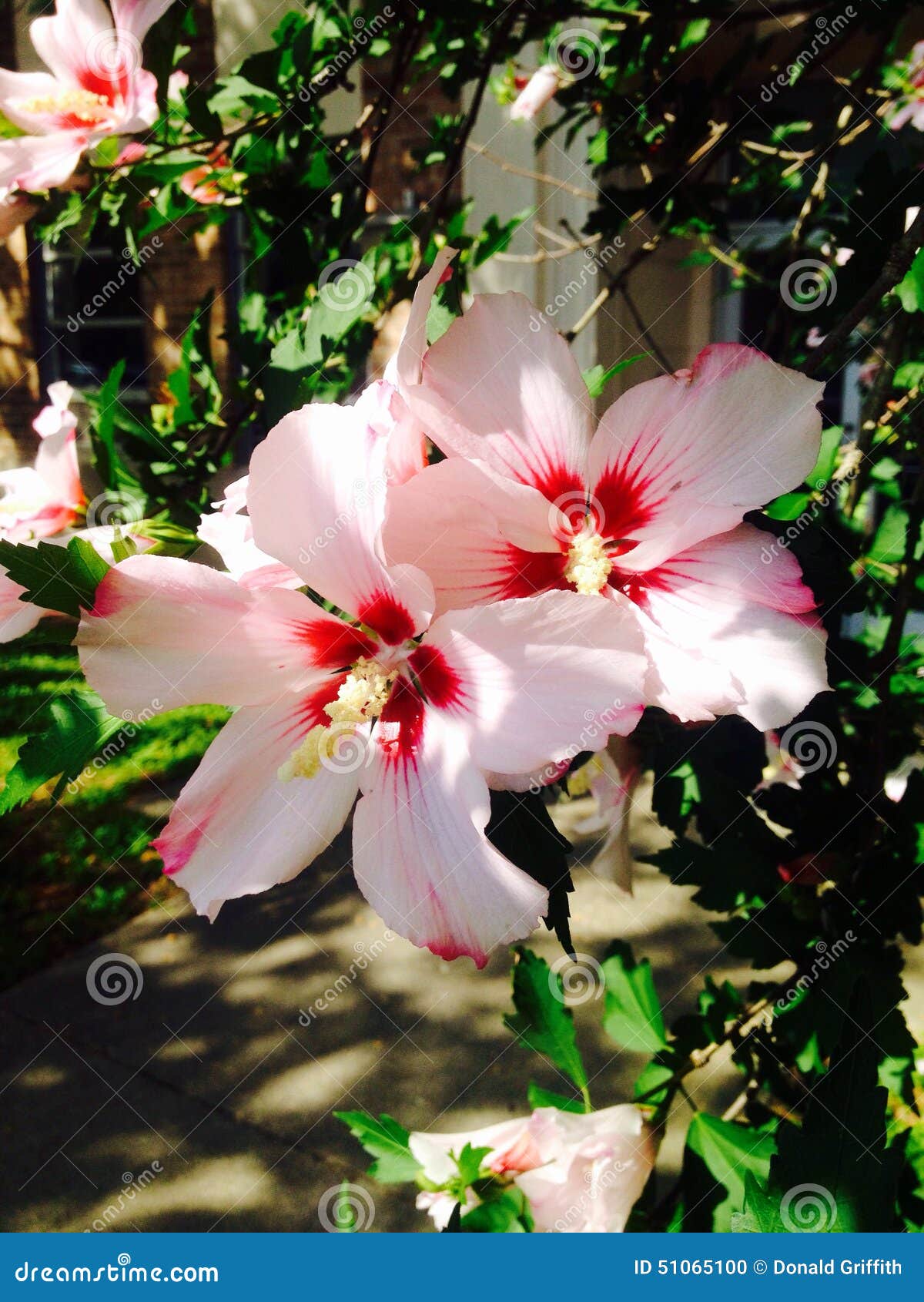 Althea Blooms stock photo. Image of blooms, stamen, pink - 51065100