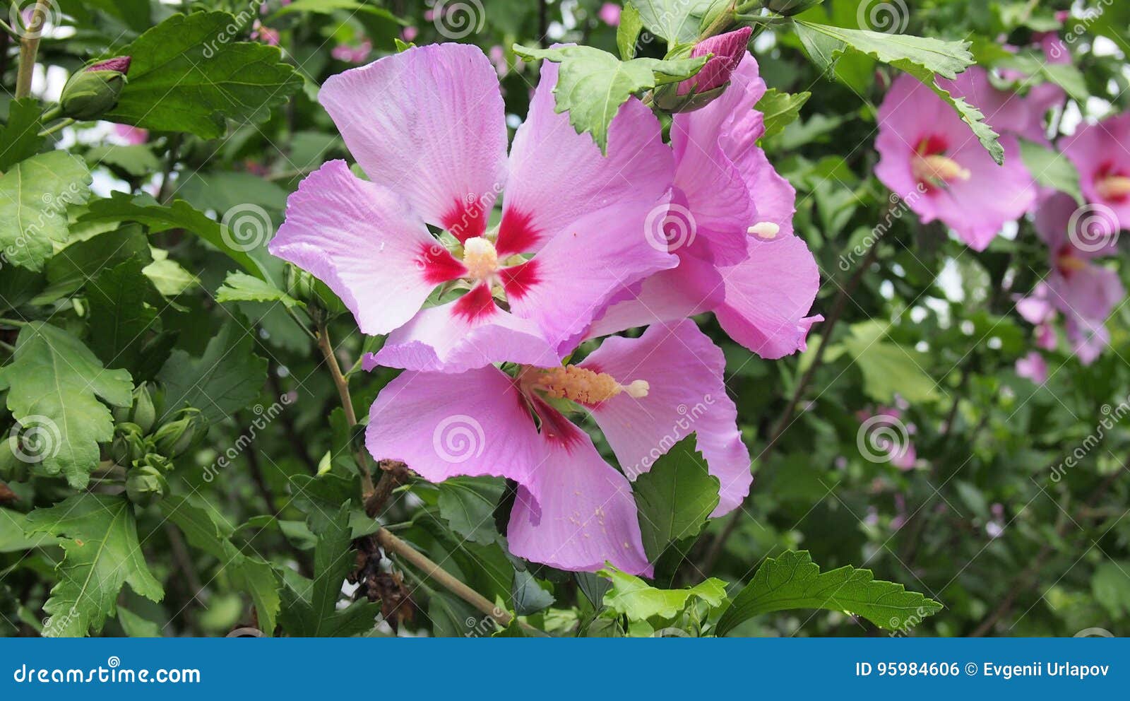 Althea Flowers, Background Image Stock Photo - Image of pestle, nature ...