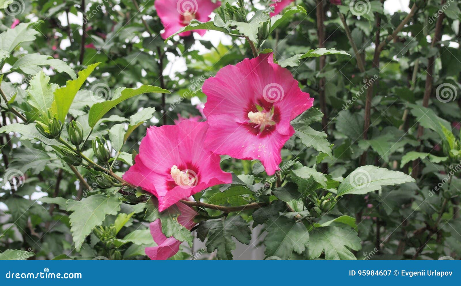 Althea Flowers, Background Image Stock Image - Image of wildflower ...
