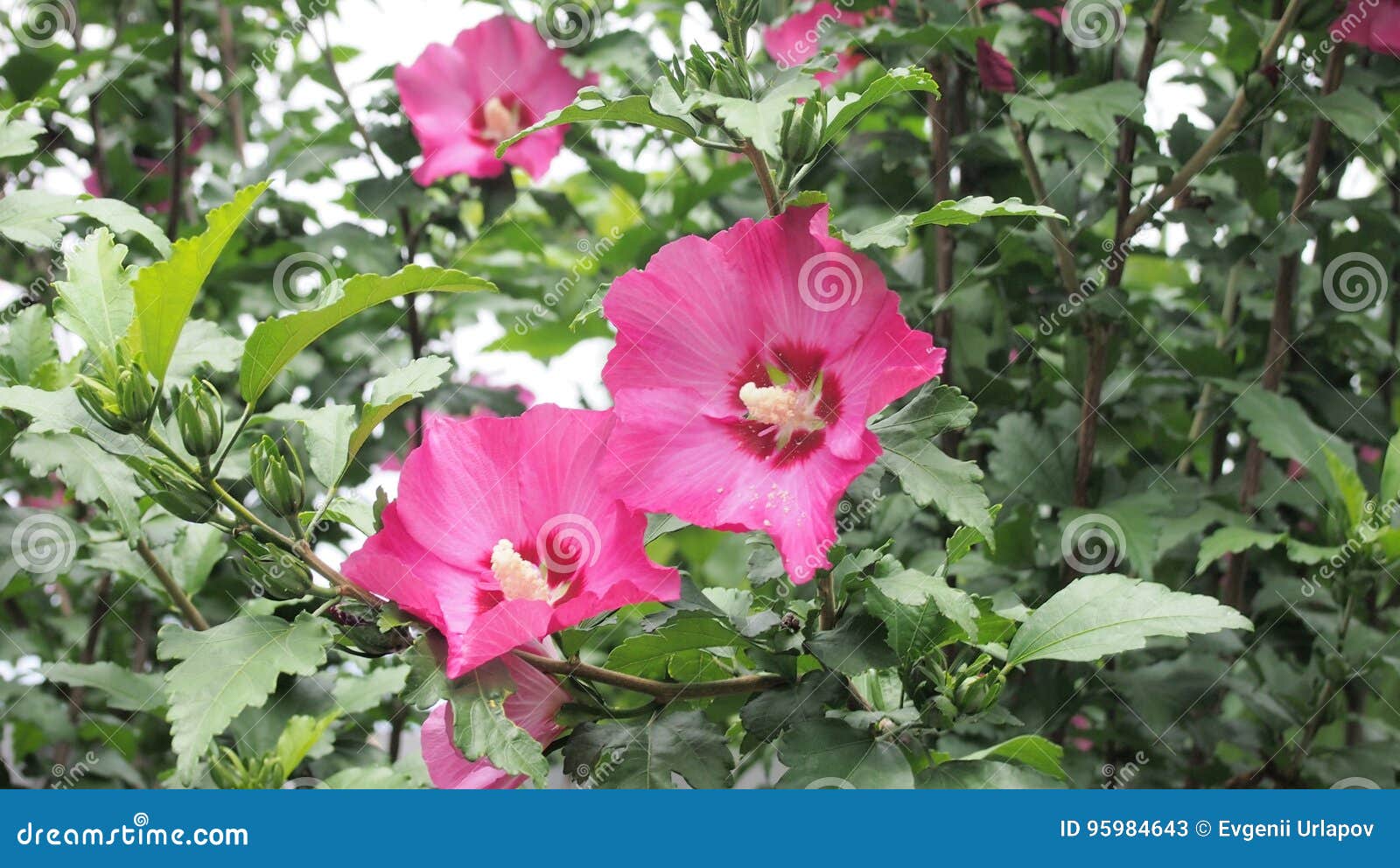 Althea Flowers, Background Image Stock Image - Image of texture ...