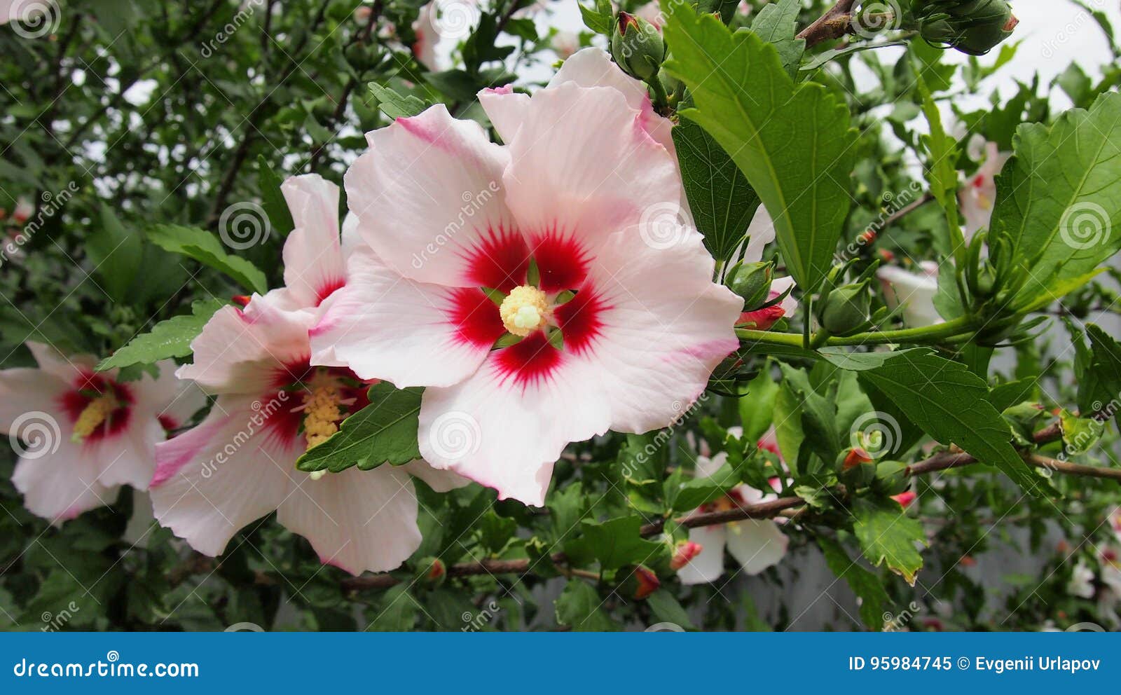 Althea Flowers, Background Image Stock Image - Image of althea, petals ...