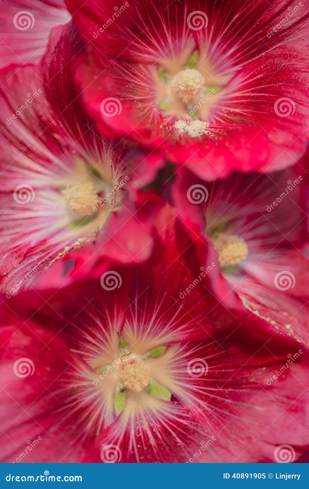 Althea flowers stock image. Image of pure, blossom, marshmallow - 40891905