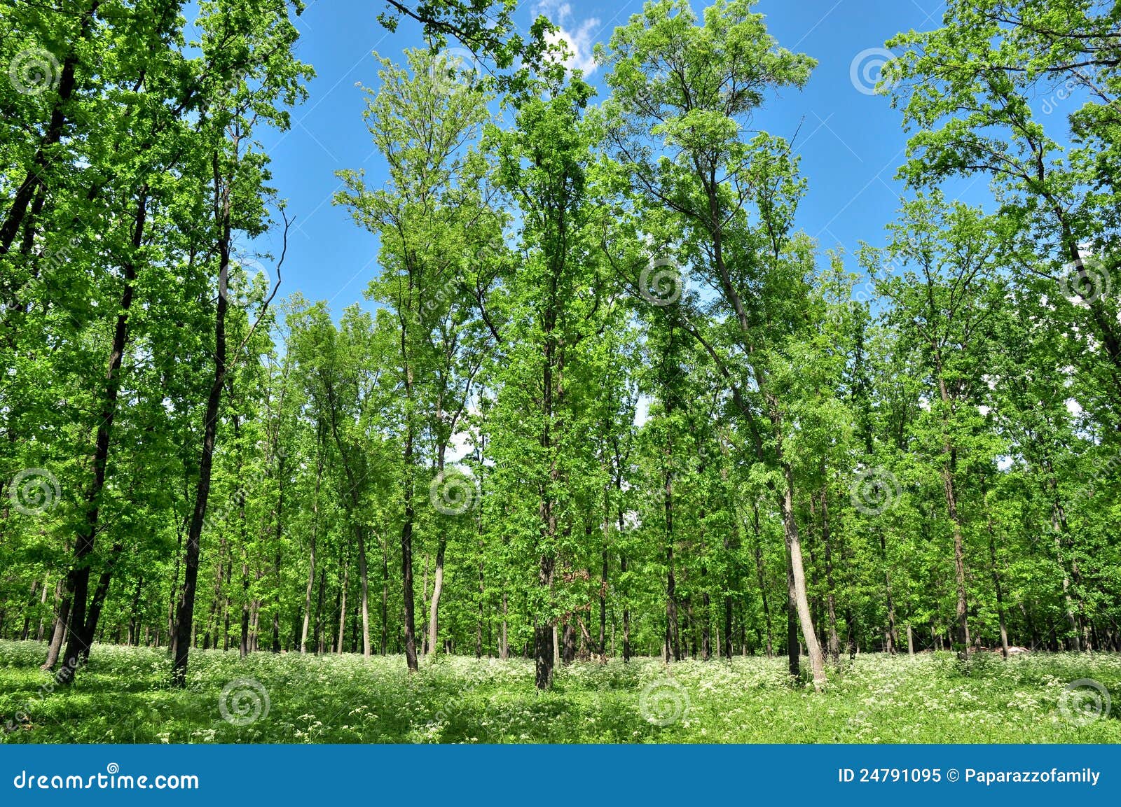 Alti Alberi a Foglie Caduche Immagine Stock - Immagine di pianta, nave ...