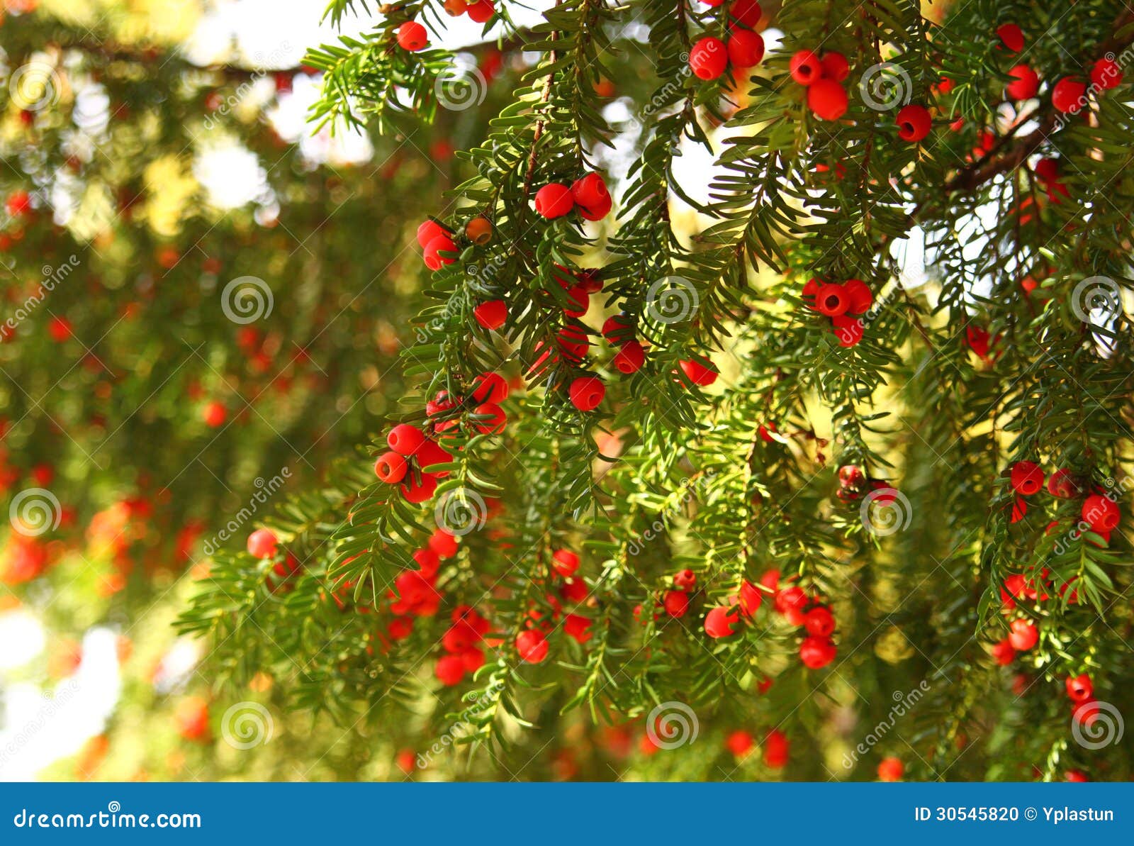 Altijdgroene Boom Met Rode Bessen Stock Foto - Image of tuin, zomer ...