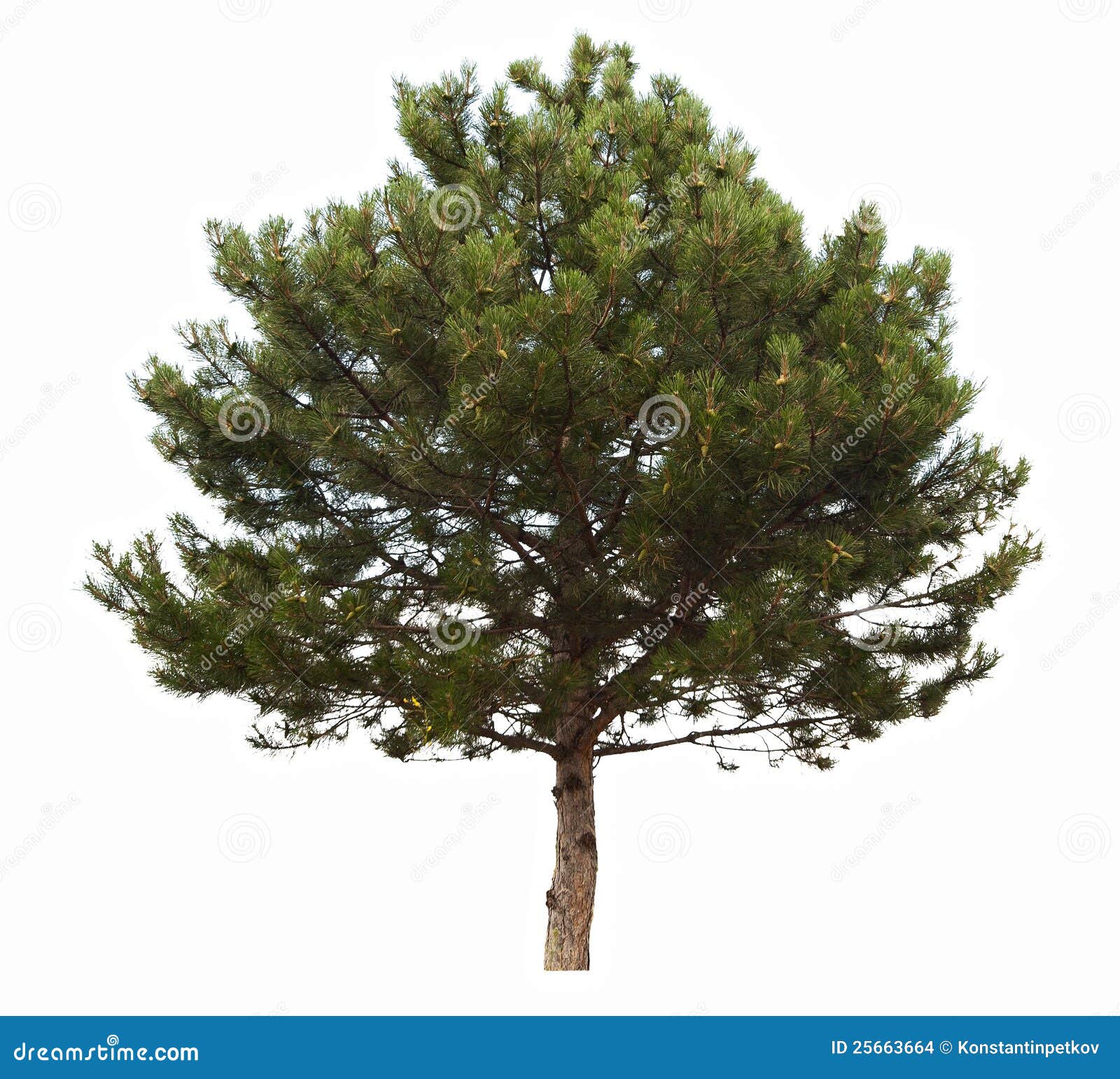 Altijdgroene naaldboom stock foto. Image of milieu, ecologie - 25663664