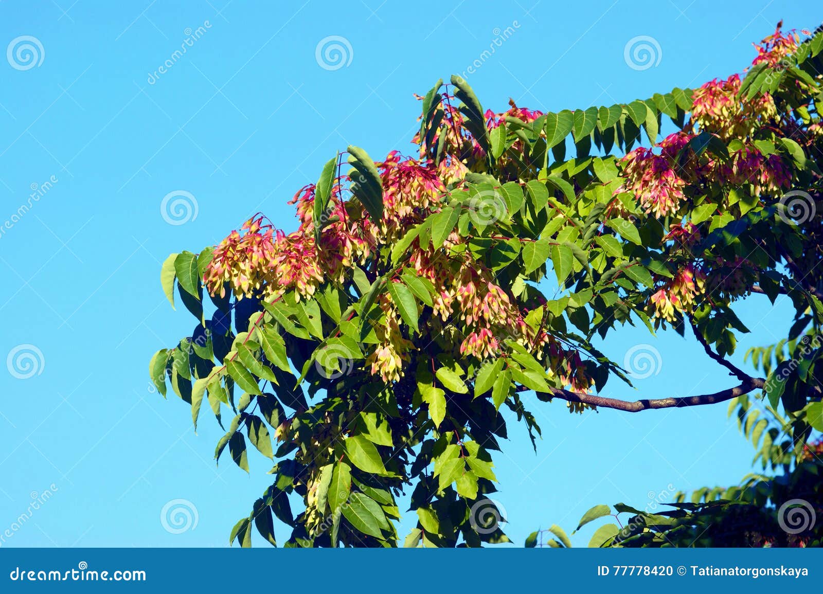 Altissima do Ailanthus foto de stock. Imagem de folheto - 77778420