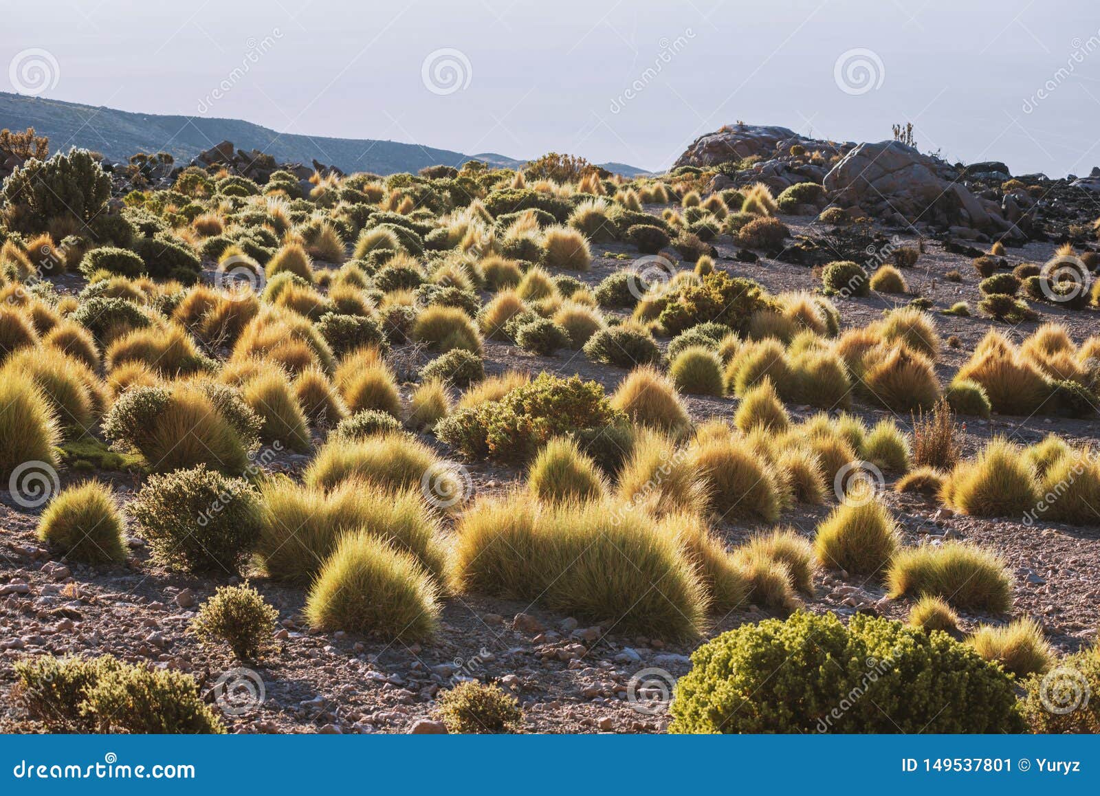 Altitude mountain grass stock image. Image of bright - 149537801